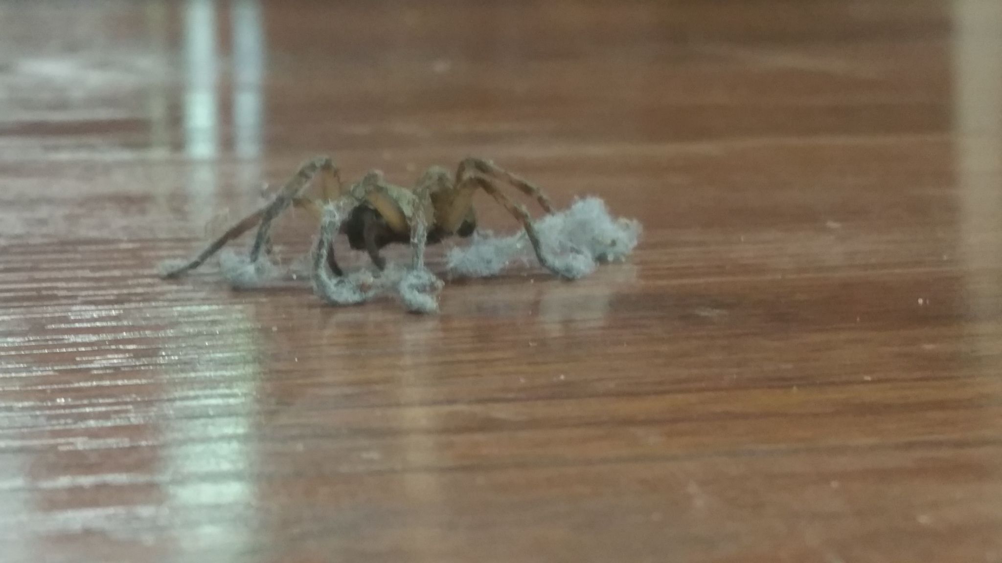 Spider Management : 4 Steps - Instructables