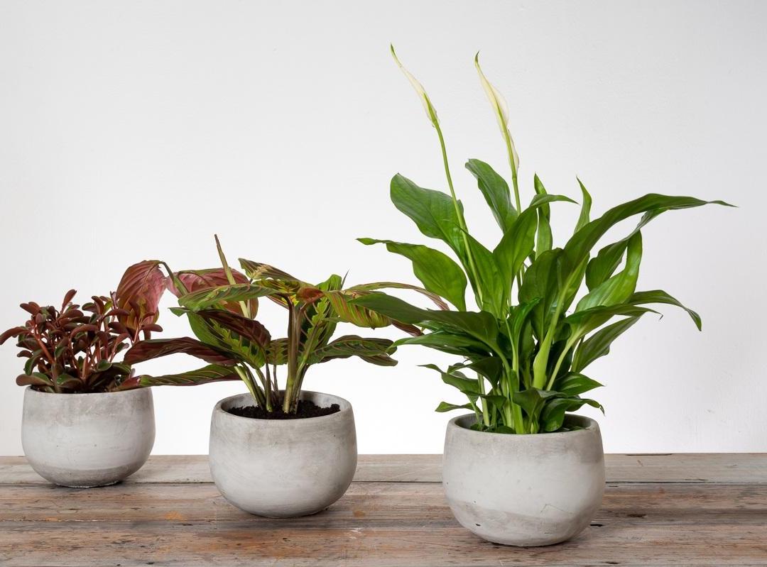 Build a Circuit to Automatically Water Your Plants