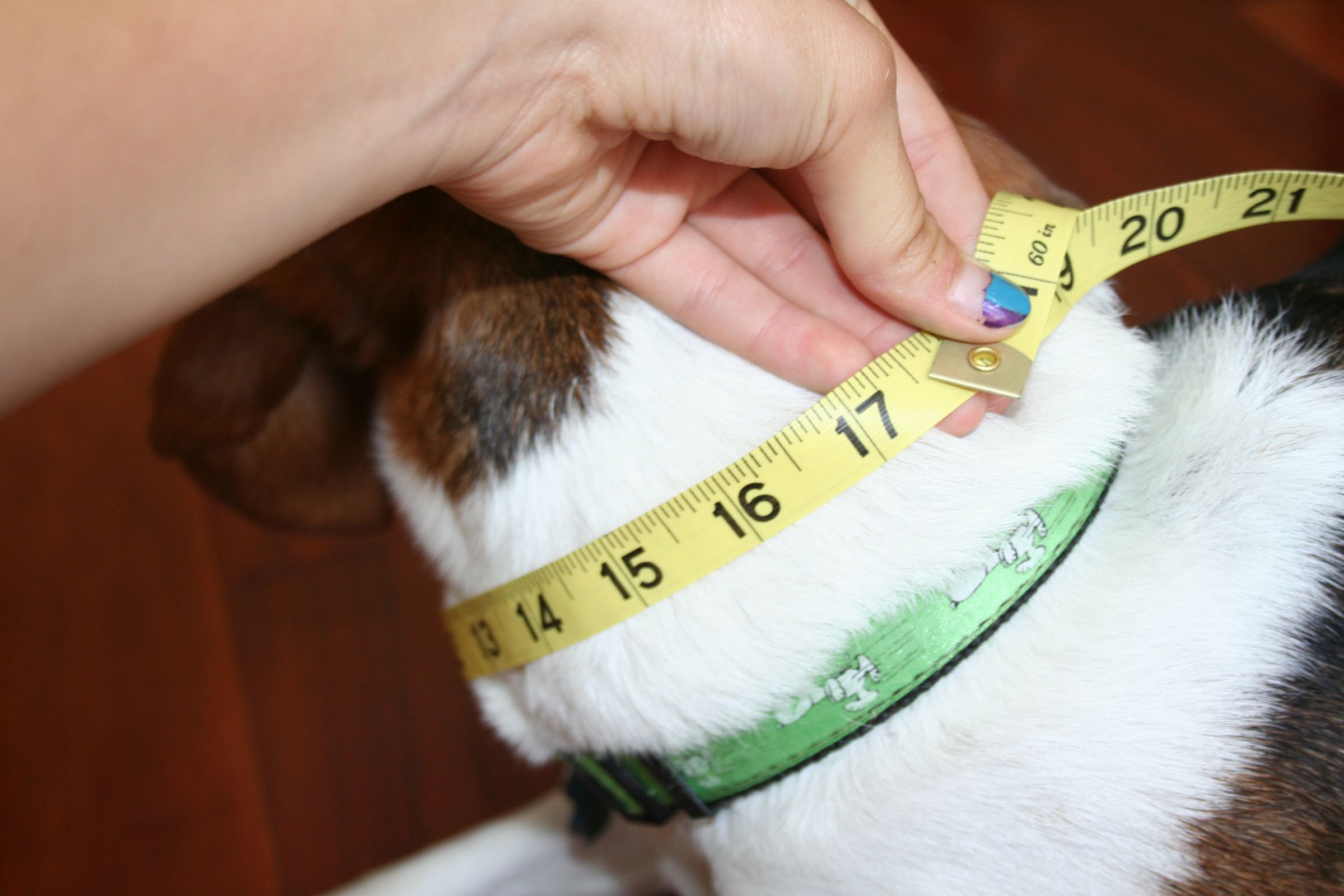 Underdog Cape for Your Dog!! : 6 Steps - Instructables