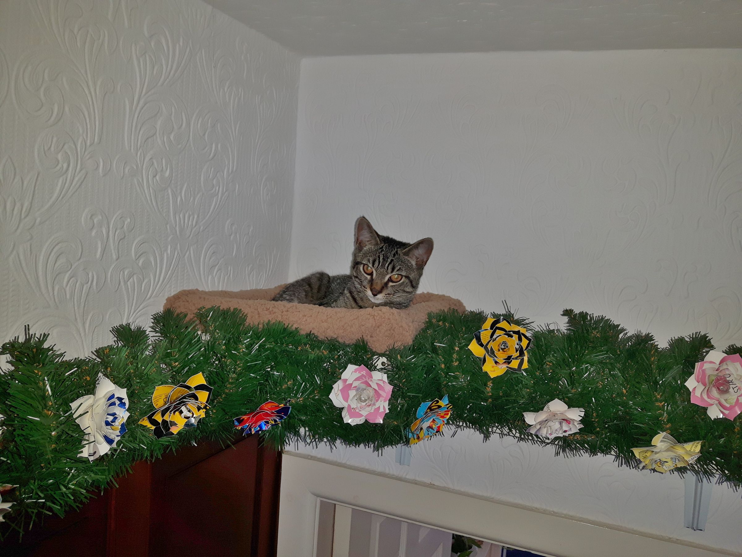 Cat Highway : 9 Steps - Instructables