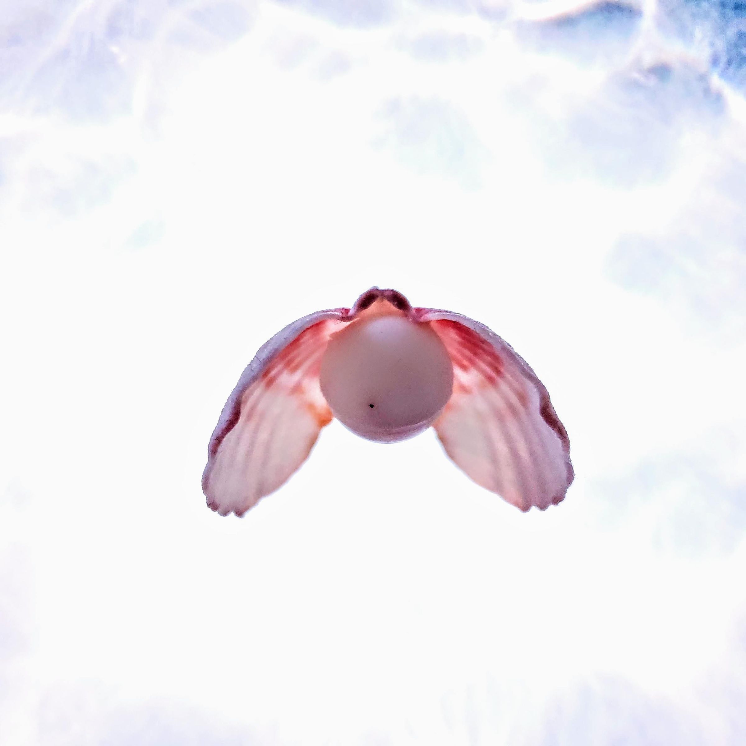 Pearl With Shell Pendant : 5 Steps (with Pictures) - Instructables