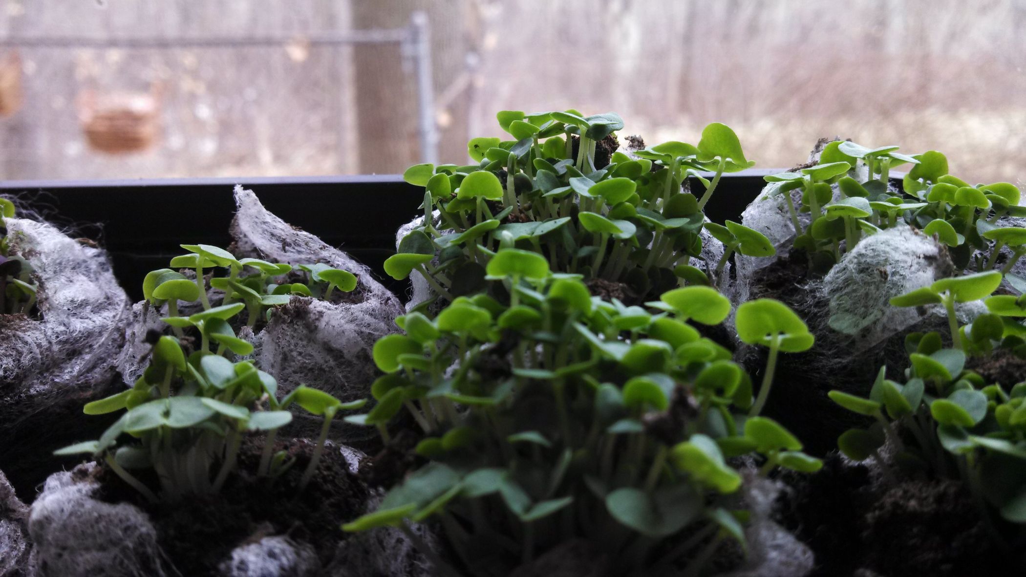 Organic Window Gardening : 4 Steps - Instructables