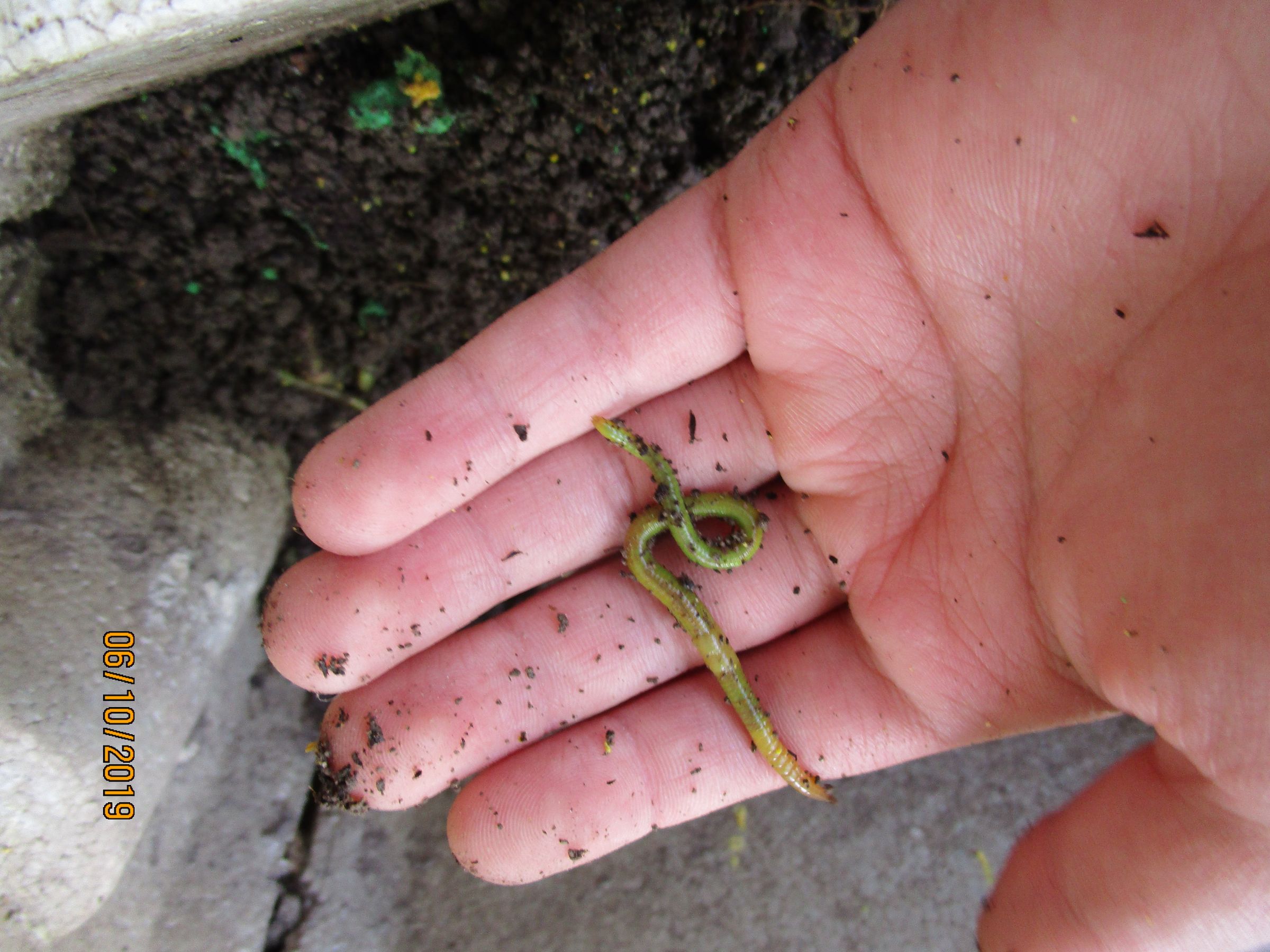 Rainbow Worms : 3 Steps - Instructables