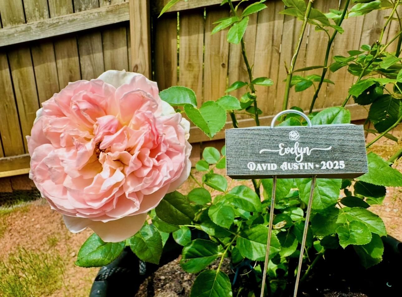 DIY Laser-Cut Plant Markers for Roses & Veggie Gardens : 6 Steps (with ...