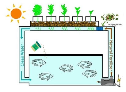 Automated Smart Aquaponics (With Cloud Based Dashboard) : 11 Steps ...