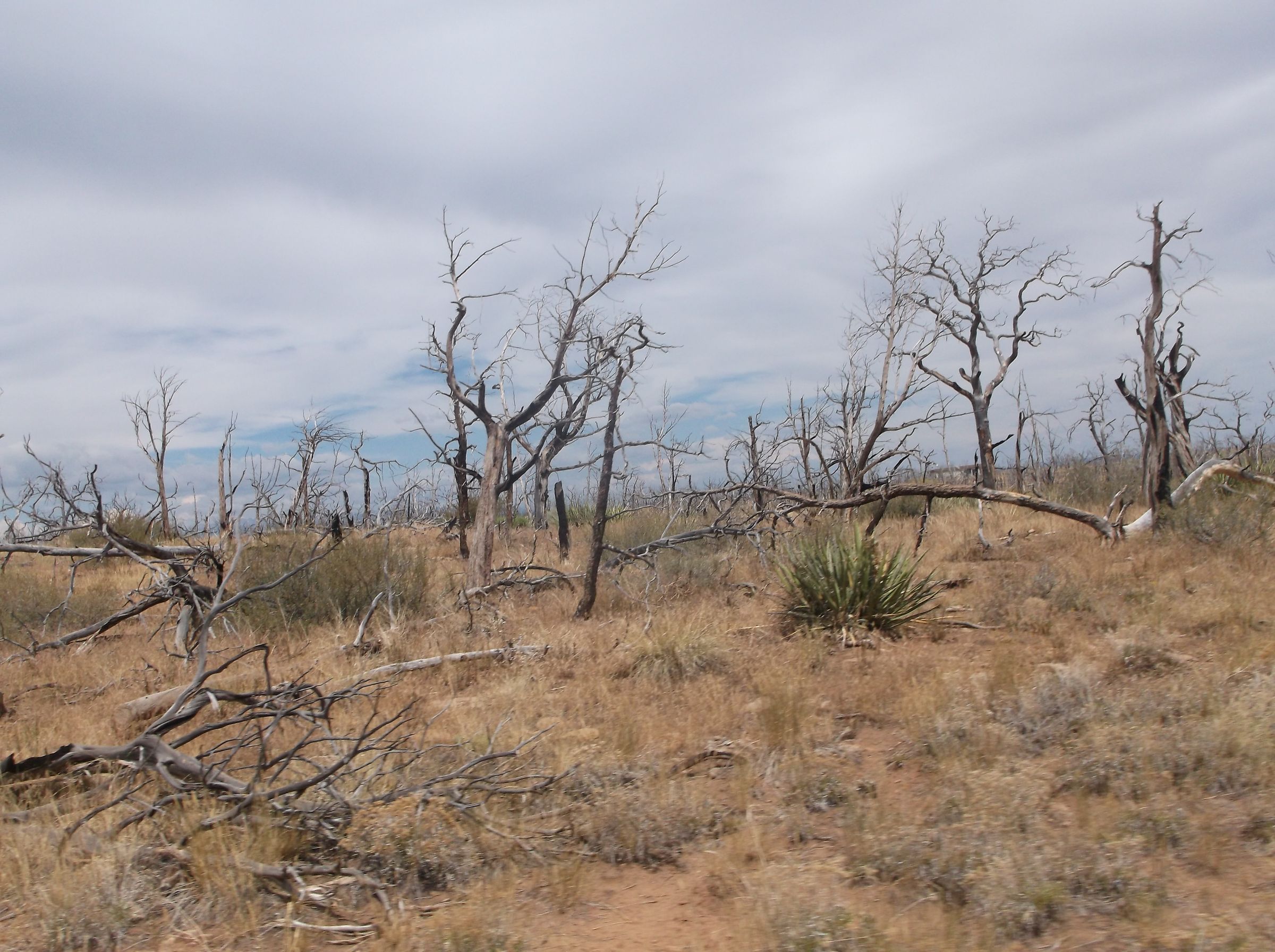 Processing Yucca Fibre With Primitive Tools : 6 Steps (with Pictures ...