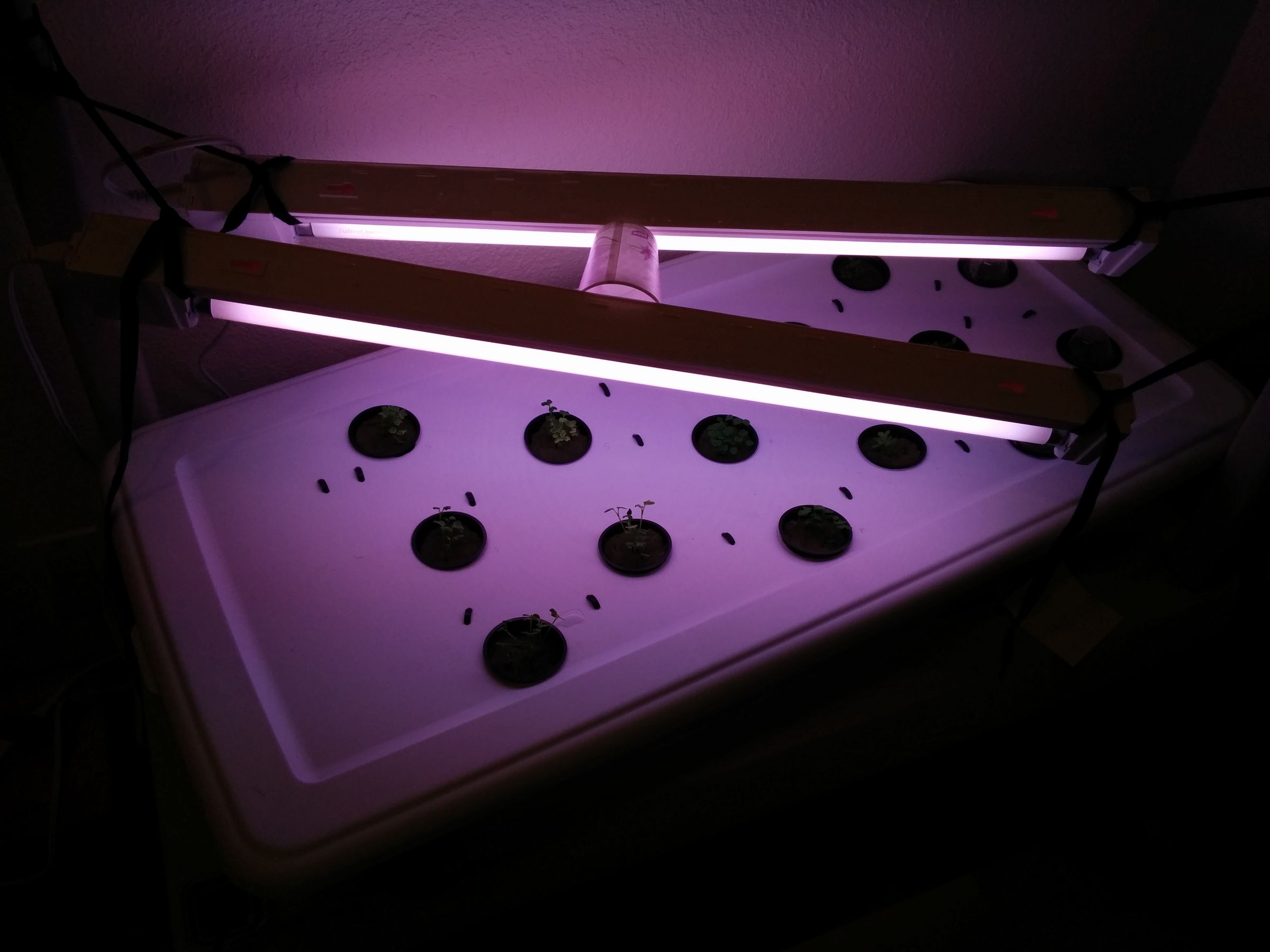 Simple Hydroponic System : 5 Steps - Instructables