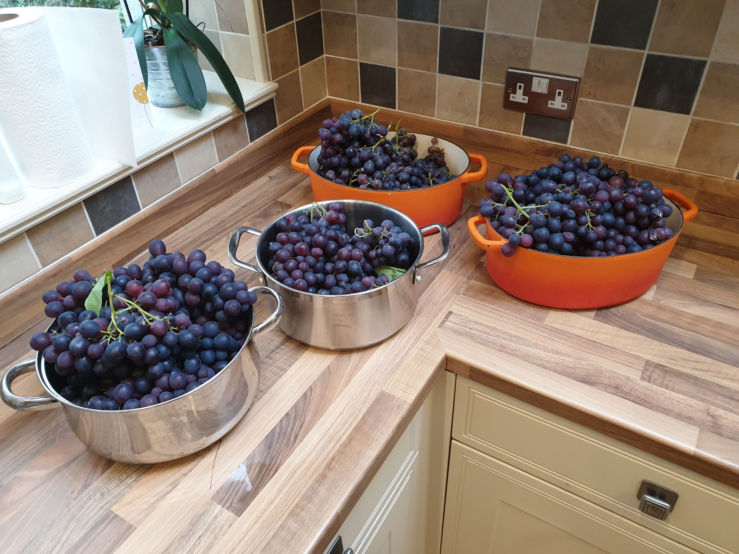 How to Make Your Own Wine From Grapes at Home : 20 Steps (with Pictures ...
