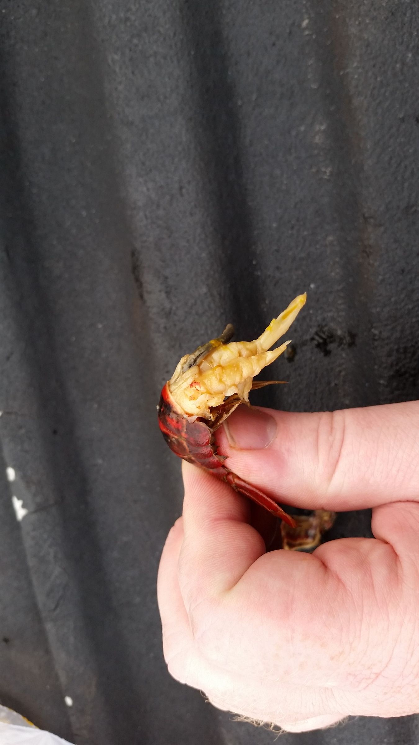 How to Peel Crawfish : 3 Steps (with Pictures) - Instructables