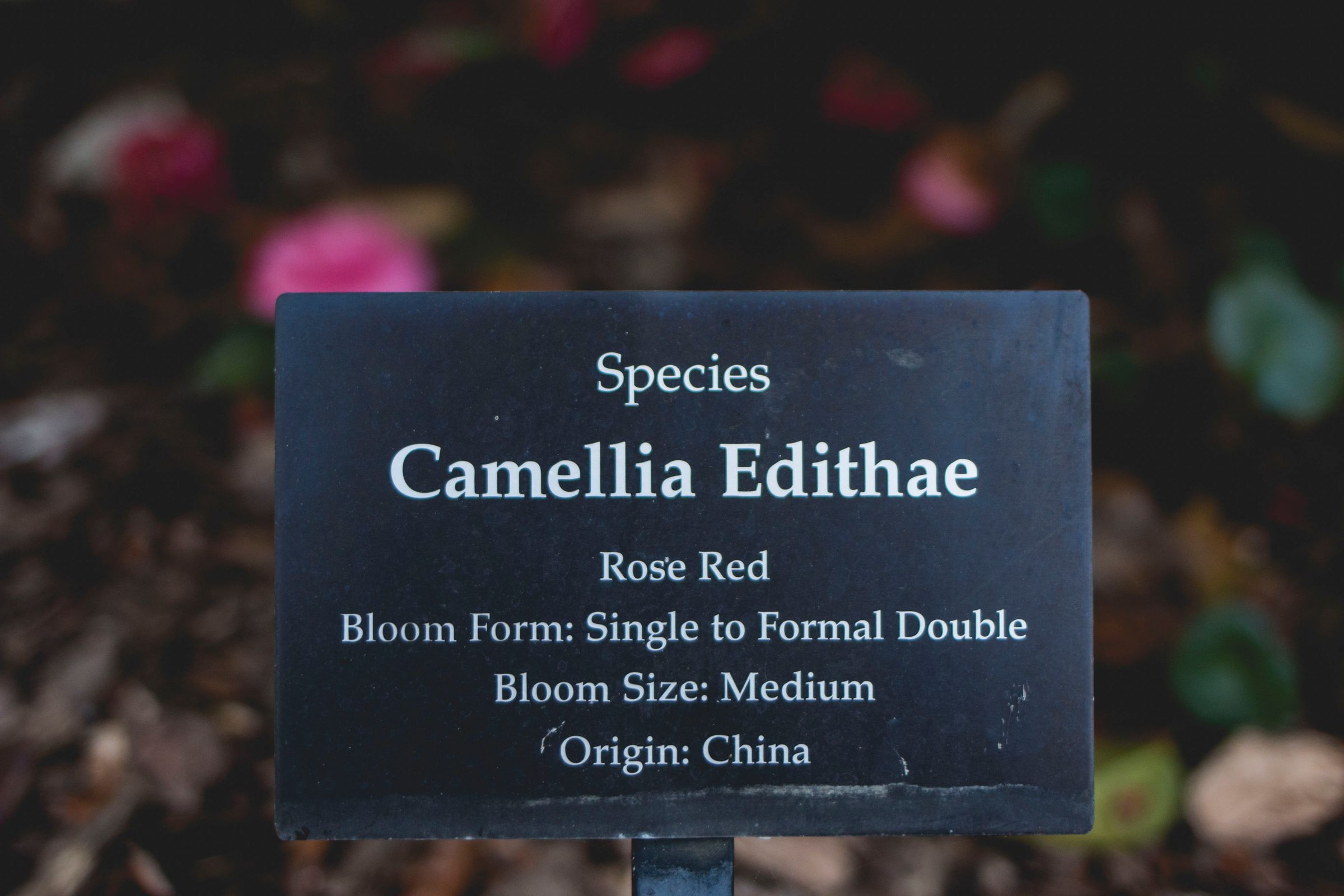 DIY Anthotype Prints: Photography : 5 Steps (with Pictures) - Instructables