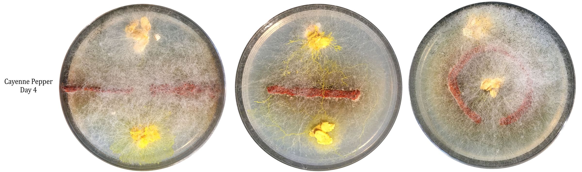 How to Grow SLIME MOLD : 9 Steps (with Pictures) - Instructables