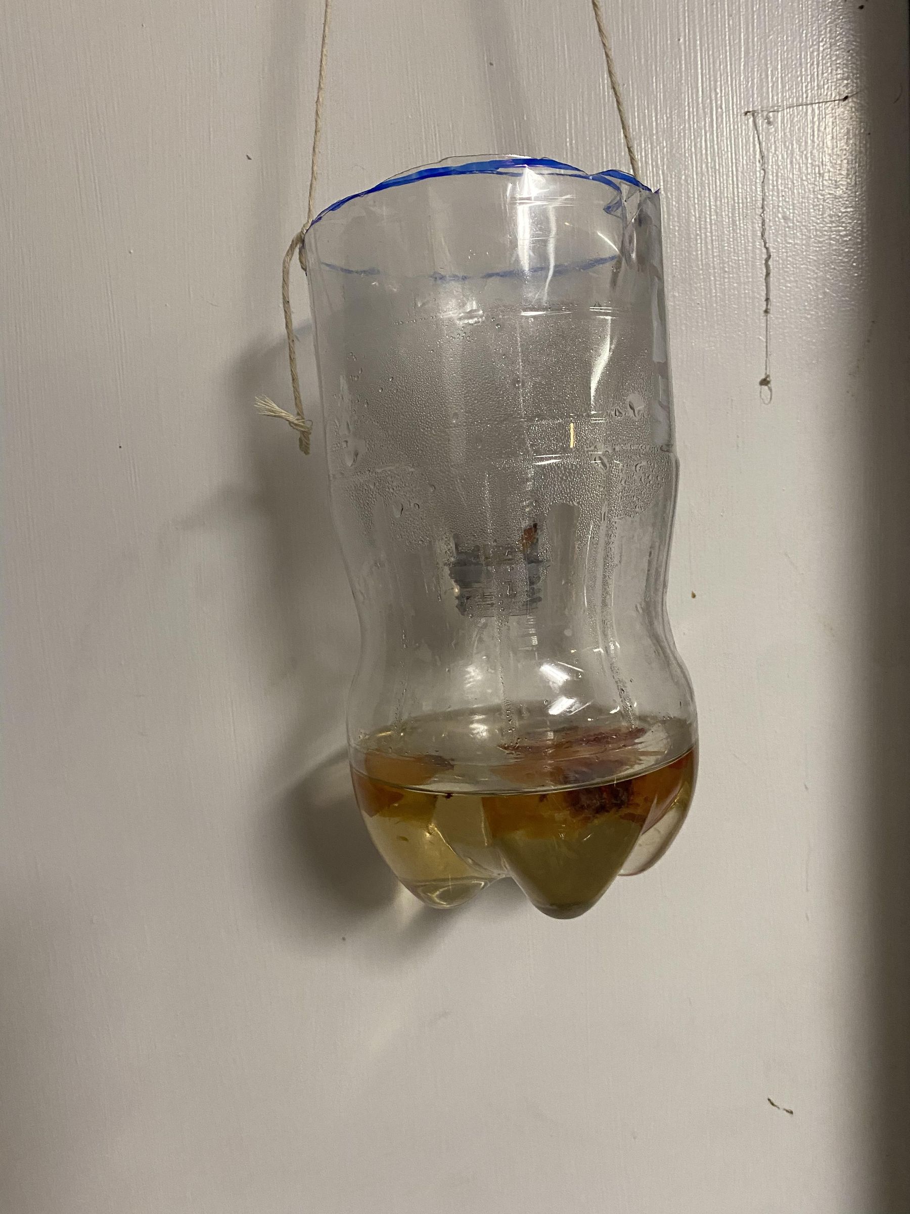 Simple Mosquito/bug Trap : 3 Steps - Instructables