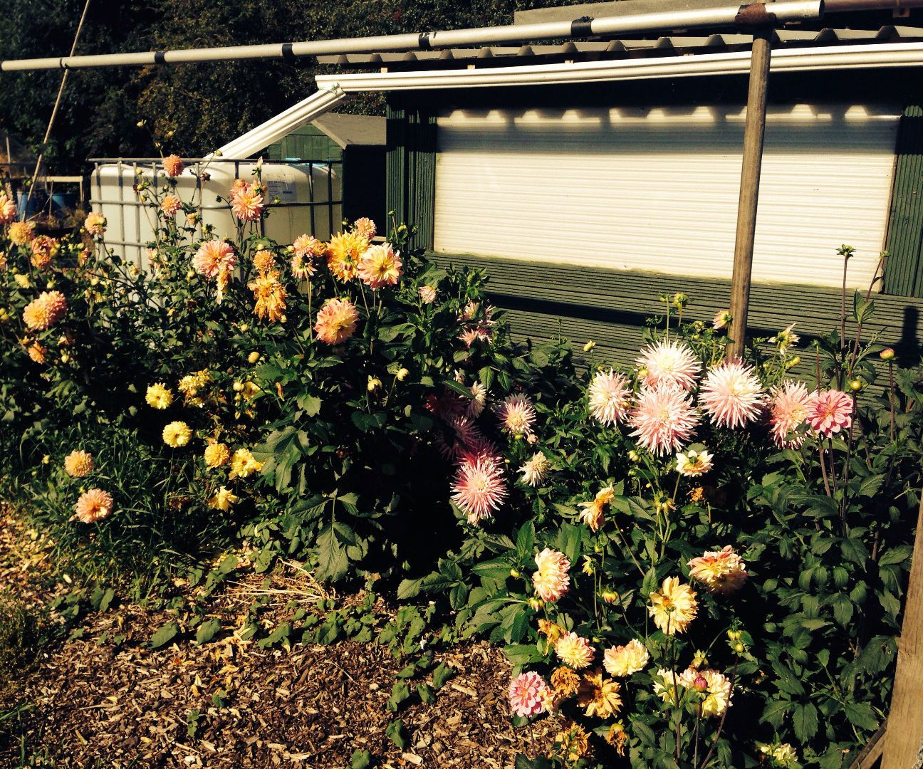 Scrap Wood to Shed Complex : 6 Steps (with Pictures) - Instructables