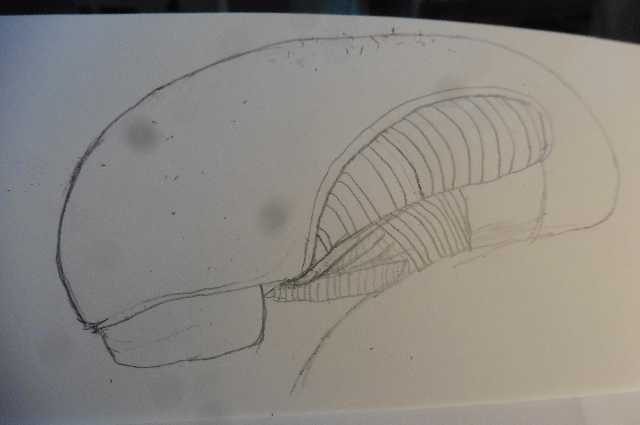 Drawing a Fat Xenomorph : 6 Steps - Instructables