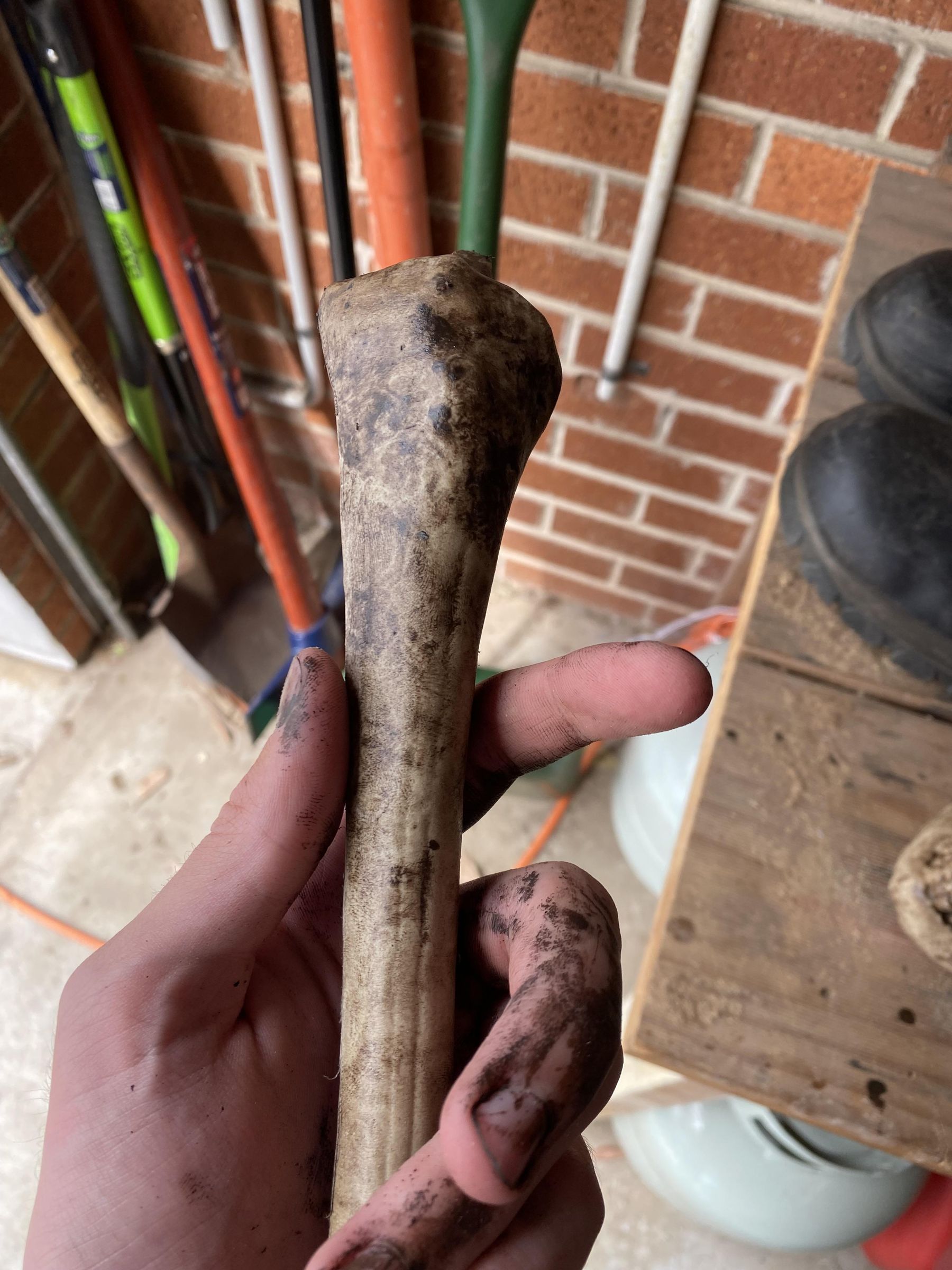 How to Turn a Dollar Store Skeleton Into a Realistic Prop Easily : 5 ...