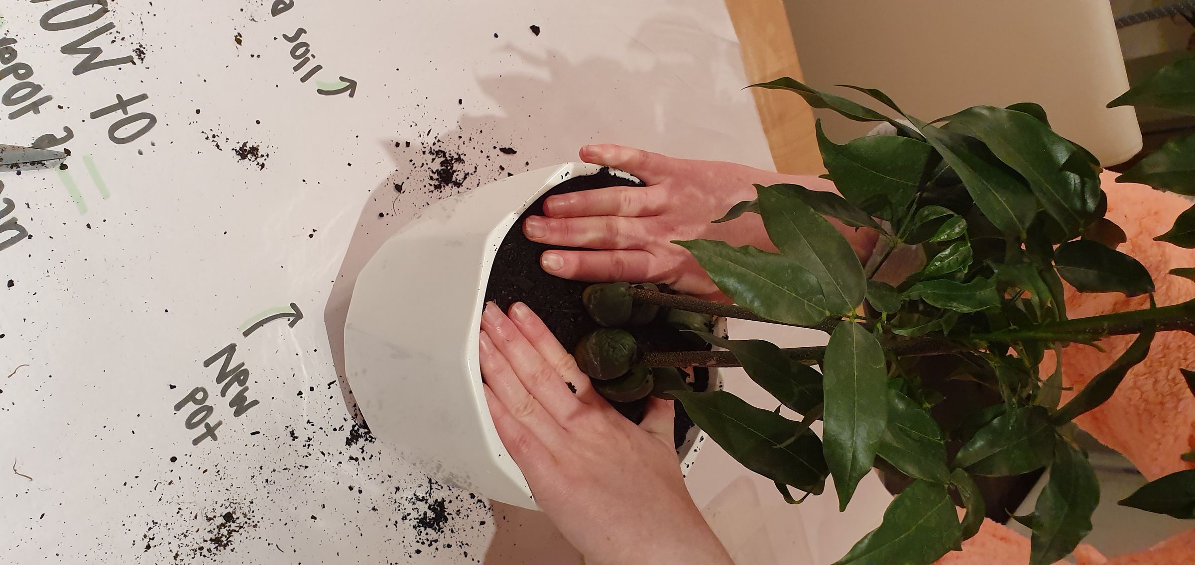 Re-Pot a Magical Bean : 6 Steps (with Pictures) - Instructables