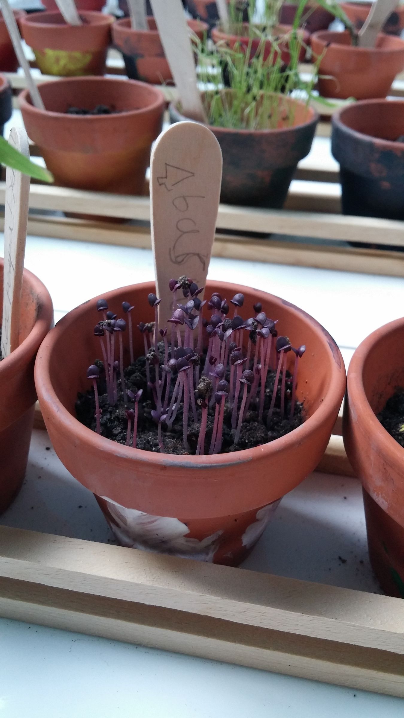 Kids Christmas Indoor Window Garden : 11 Steps - Instructables