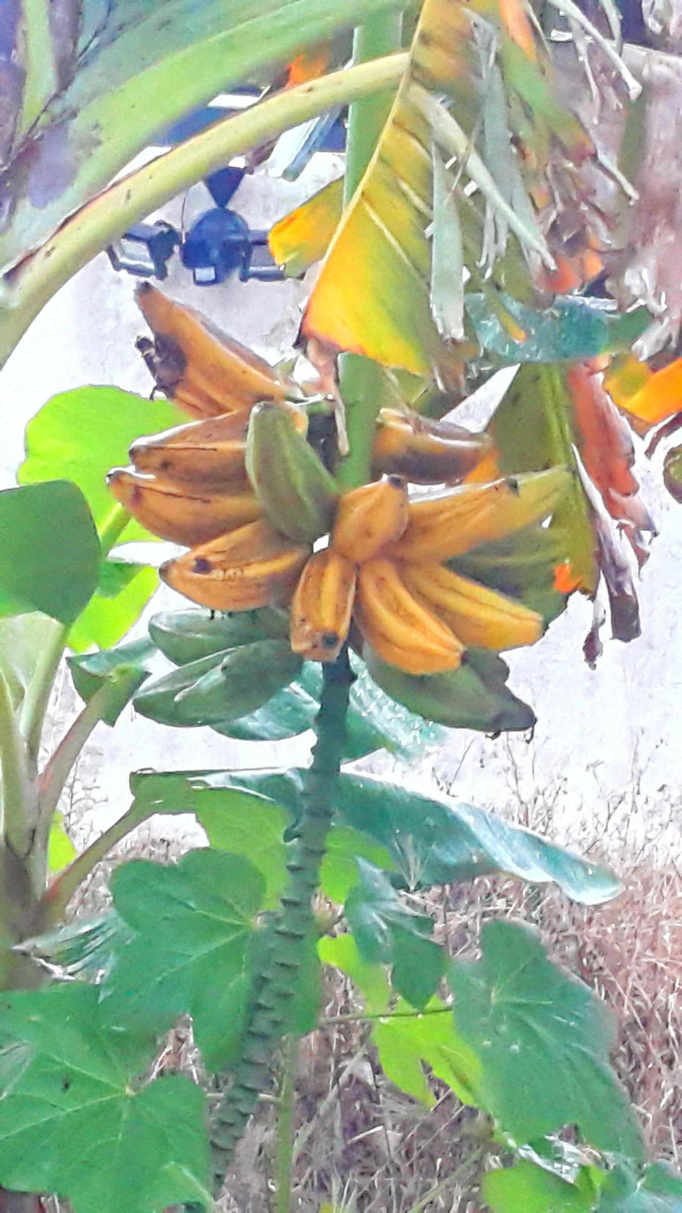Best Way to Harvest Moco Plantains. : 3 Steps - Instructables