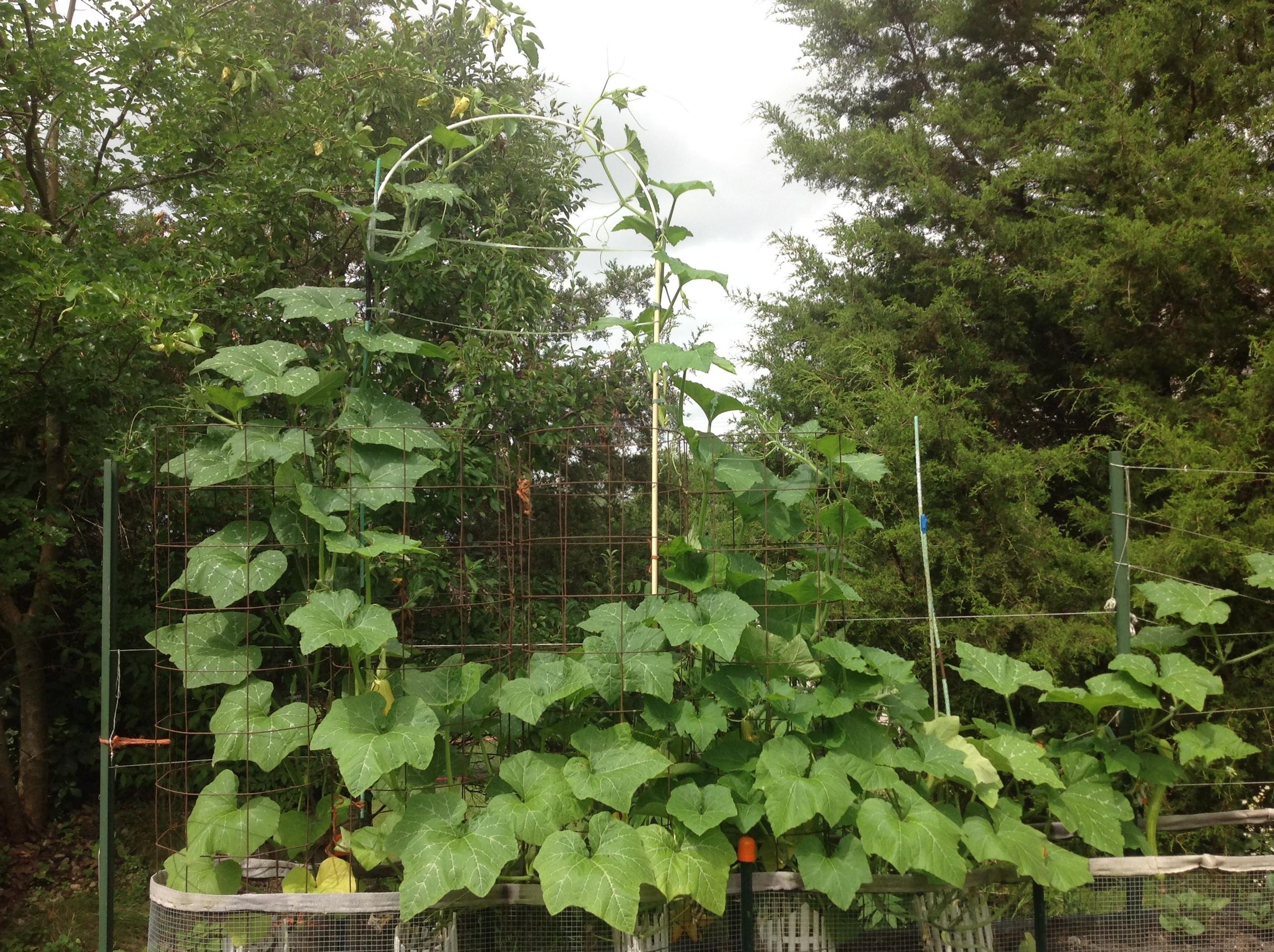 My Big Green DOGE Project 2025 : 5 Steps (with Pictures) - Instructables