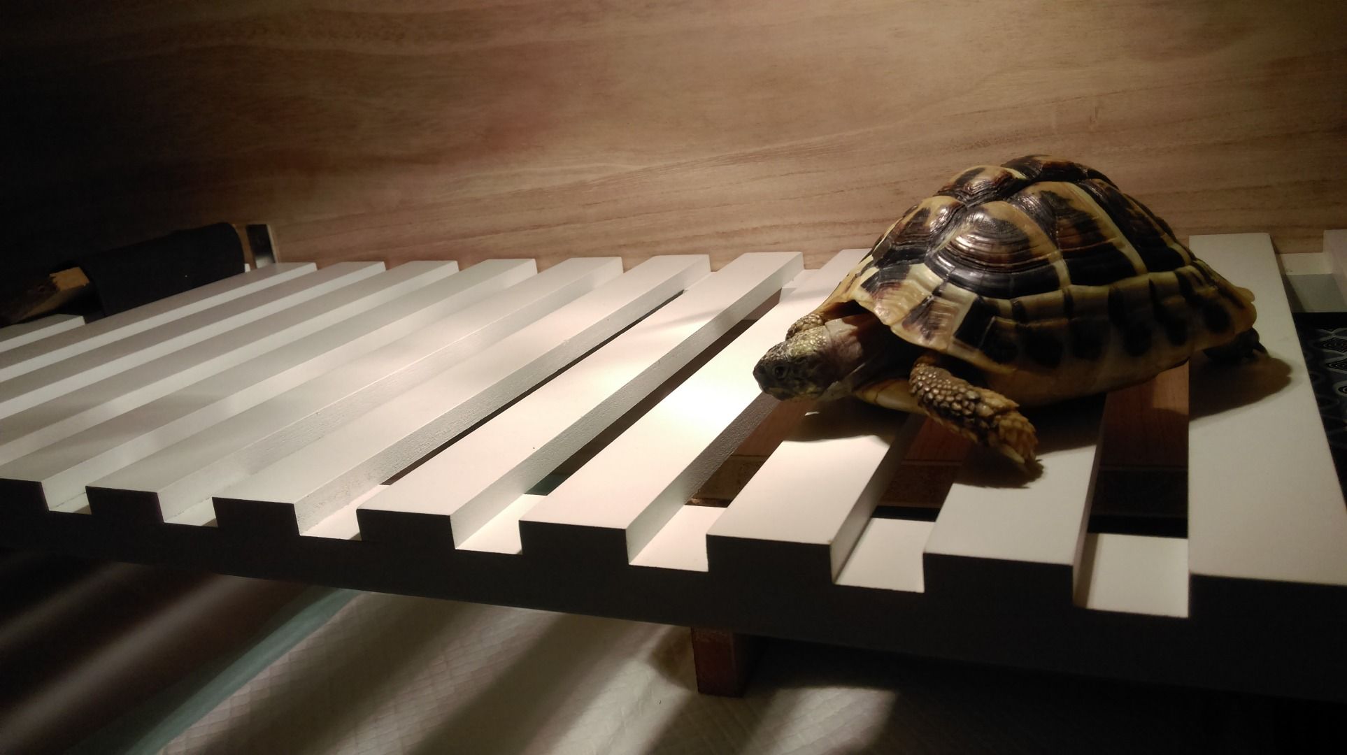Tortoise's Floating Apartment : 5 Steps (with Pictures) - Instructables