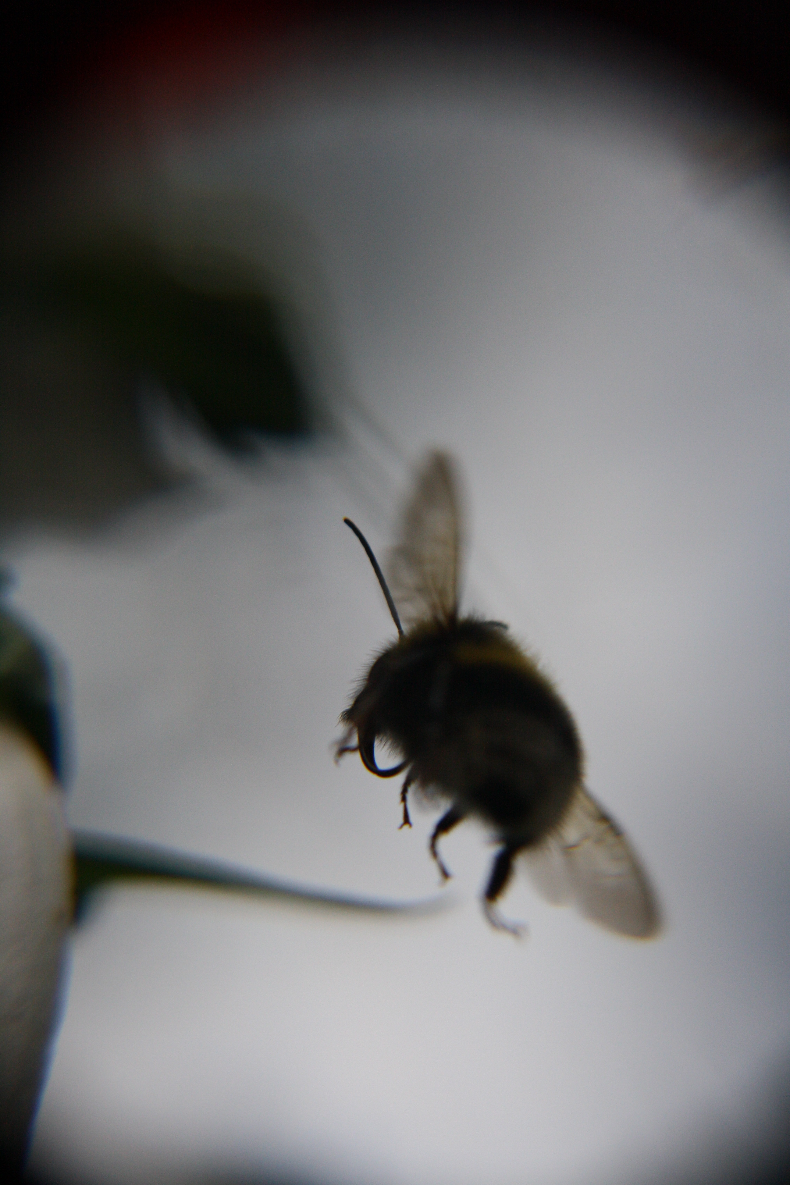 The Magnifier Macro Lens : 3 Steps - Instructables