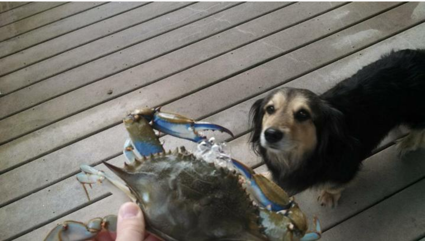 Crabbing : 5 Steps (with Pictures) - Instructables