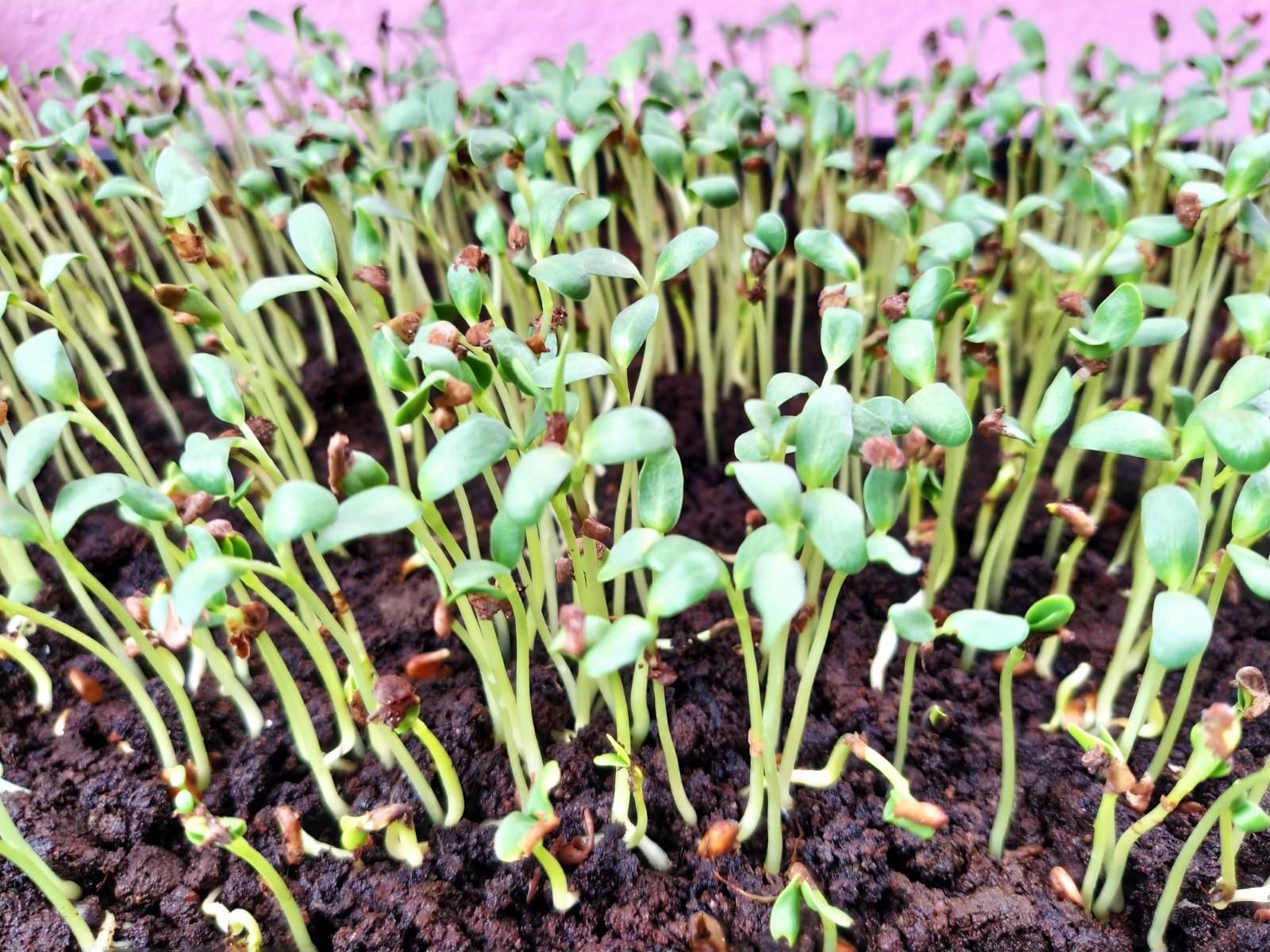 Basic Guide to Grow Micro 'green' : 14 Steps (with Pictures ...