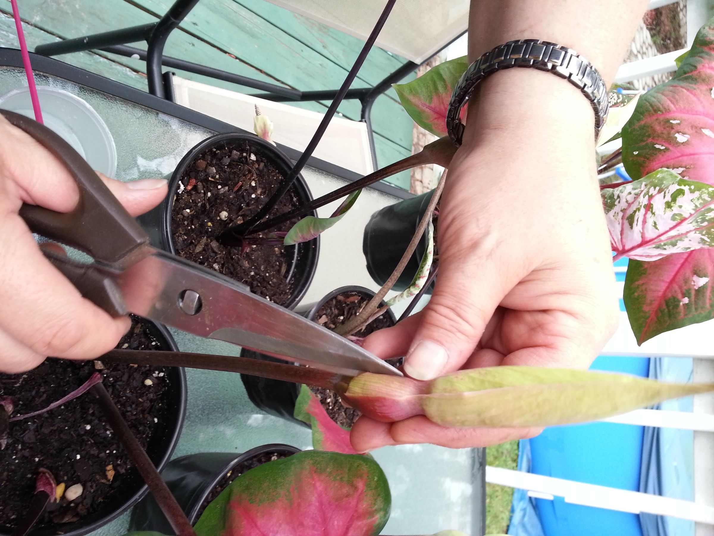 Hybridizing Caladiums -(making Caladium Babies) : 13 Steps (with ...