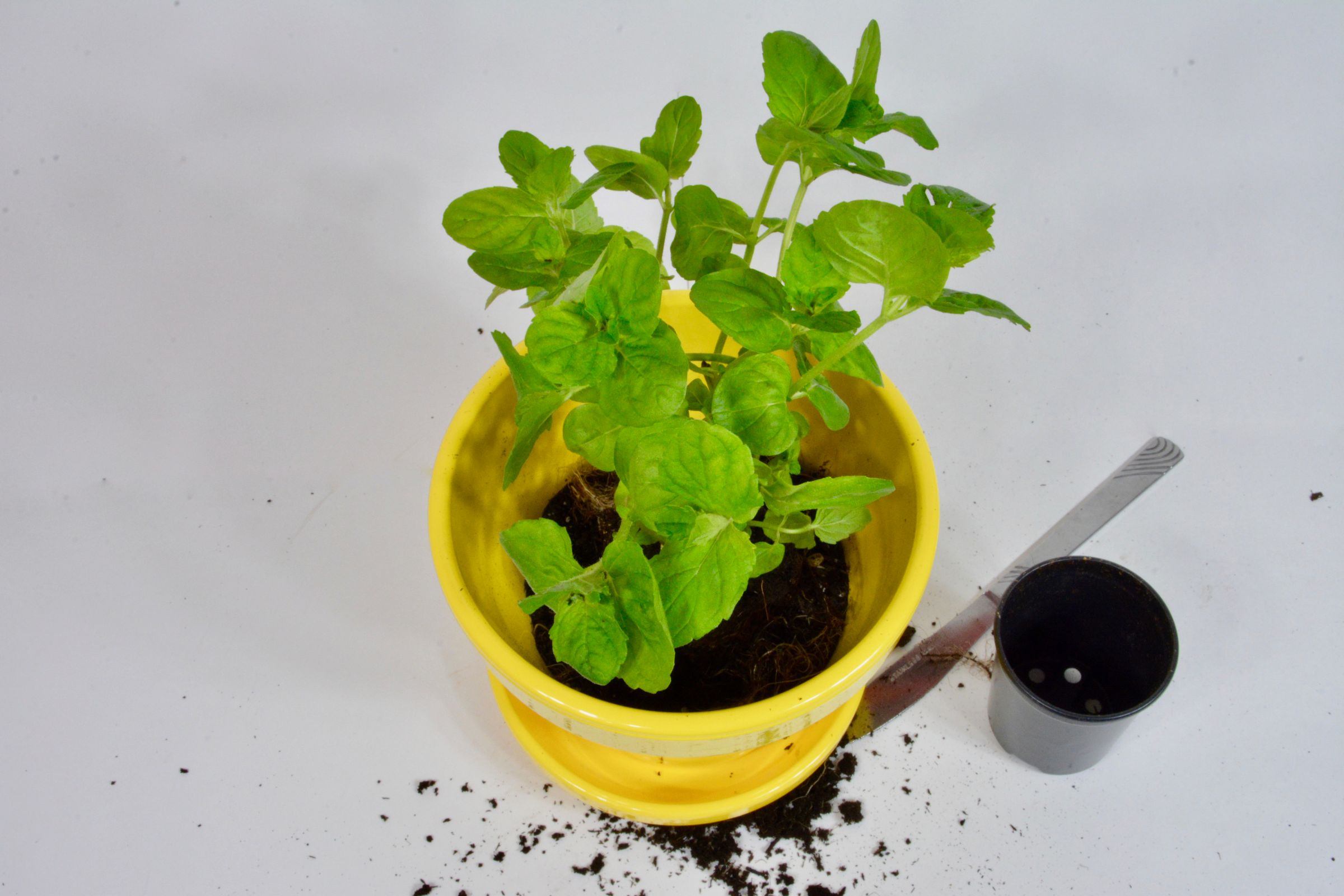 How to Transplant a Mint Plant to a Potter : 13 Steps (with Pictures ...