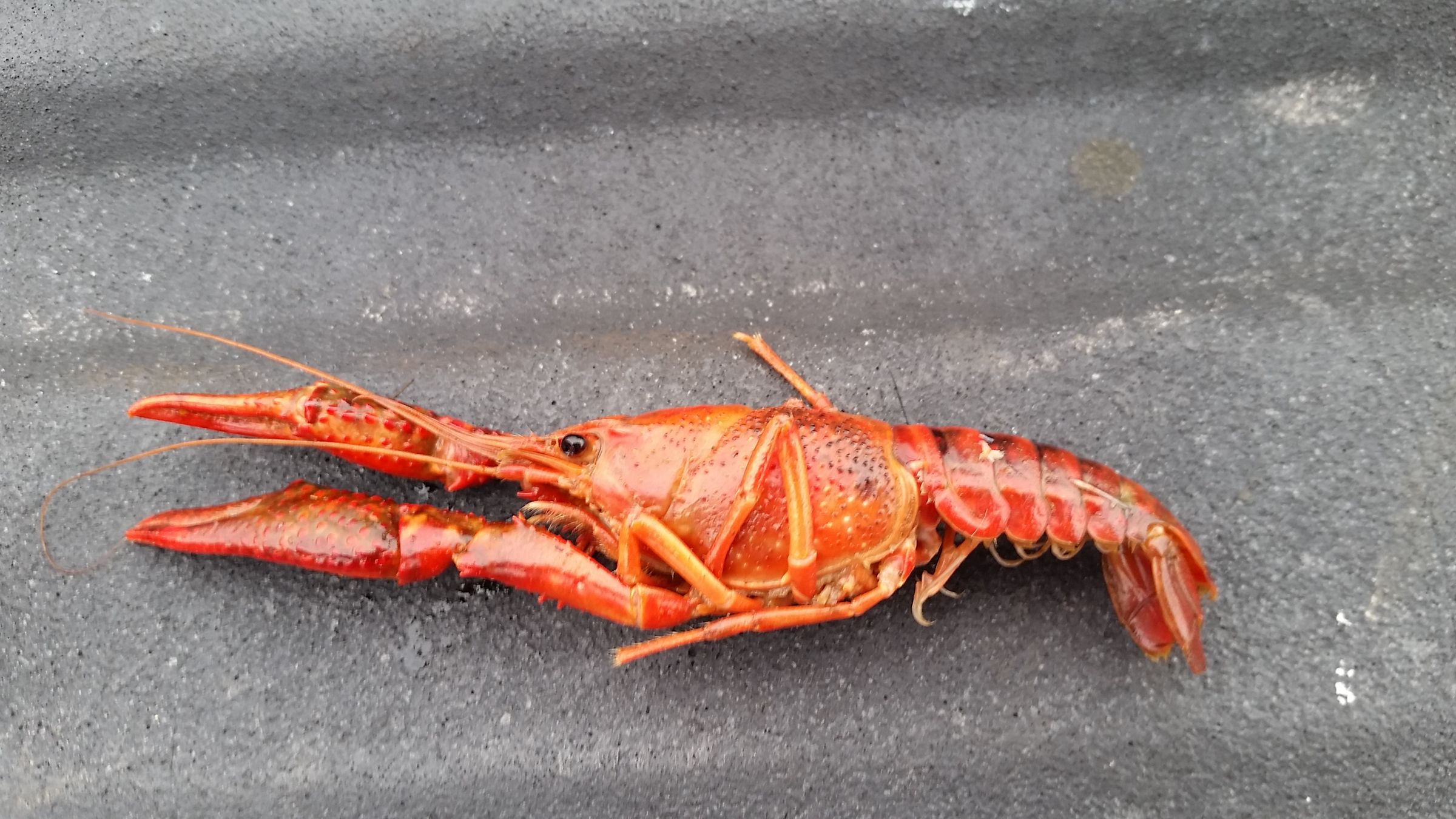 How to Peel Crawfish : 3 Steps (with Pictures) - Instructables