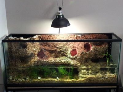 Paludarium Build : 11 Steps (with Pictures) - Instructables