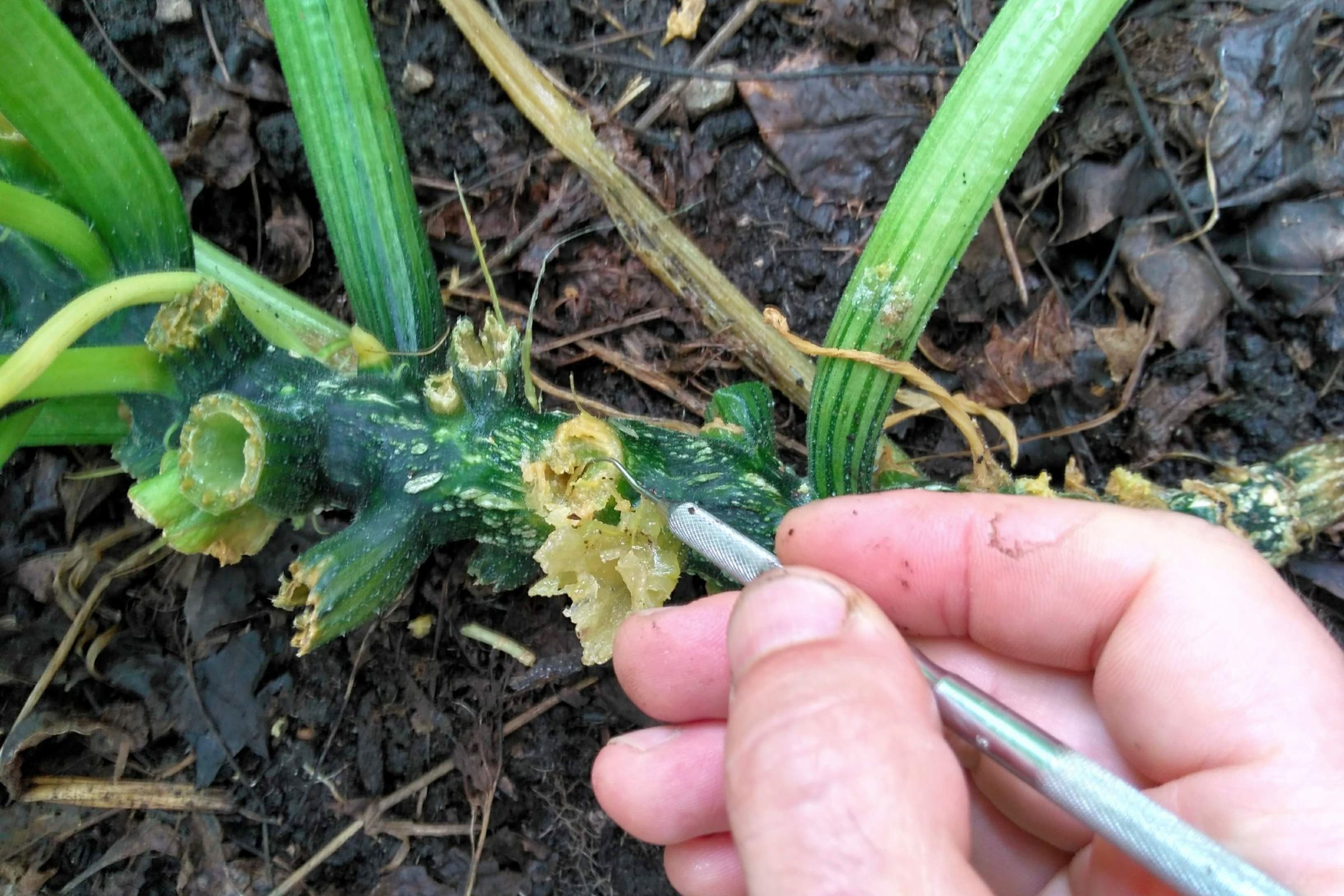 How to Hunt Vine Borers : 17 Steps (with Pictures) - Instructables