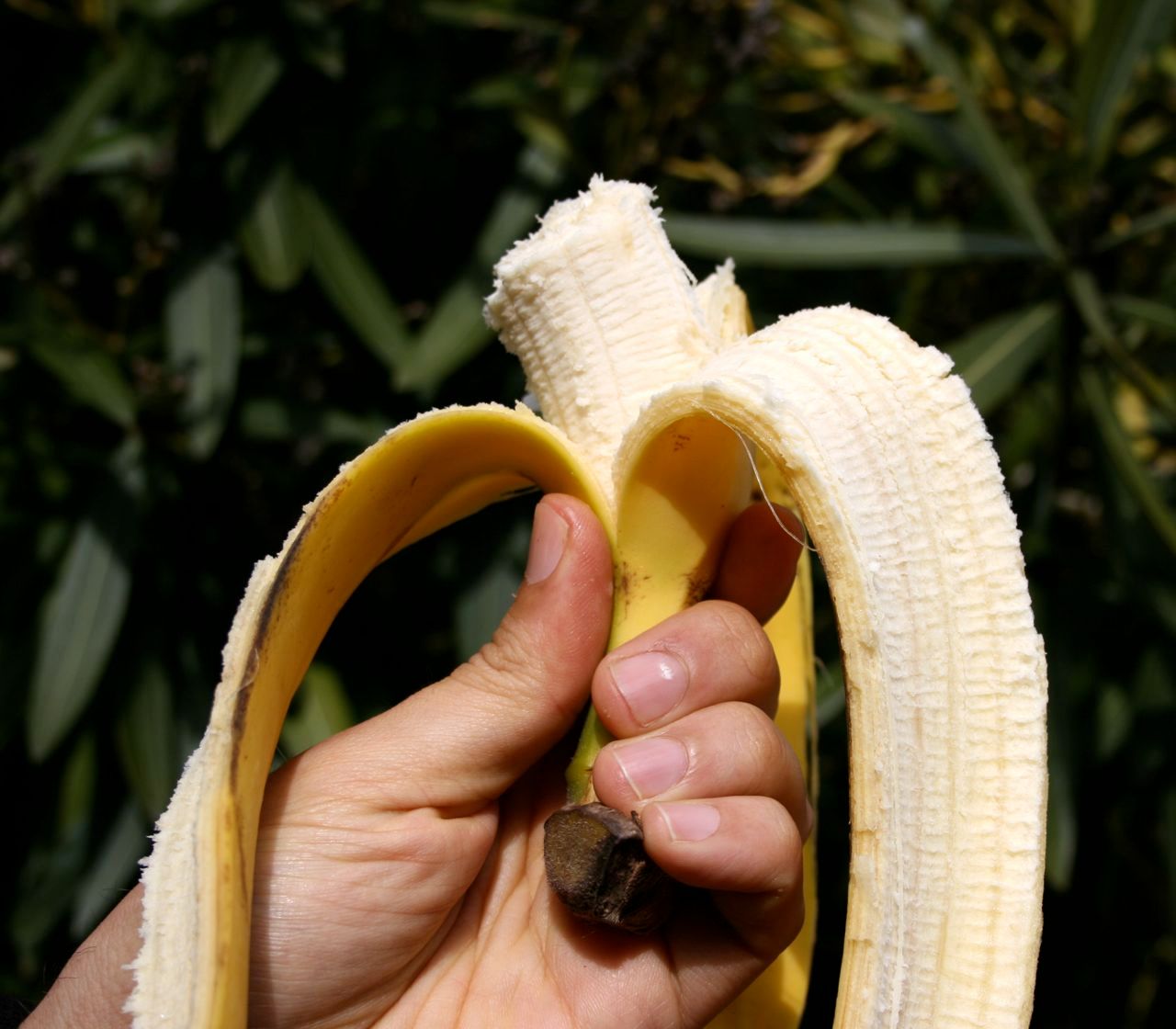 How to Eat a Banana Like a Monkey : 7 Steps (with Pictures) - Instructables