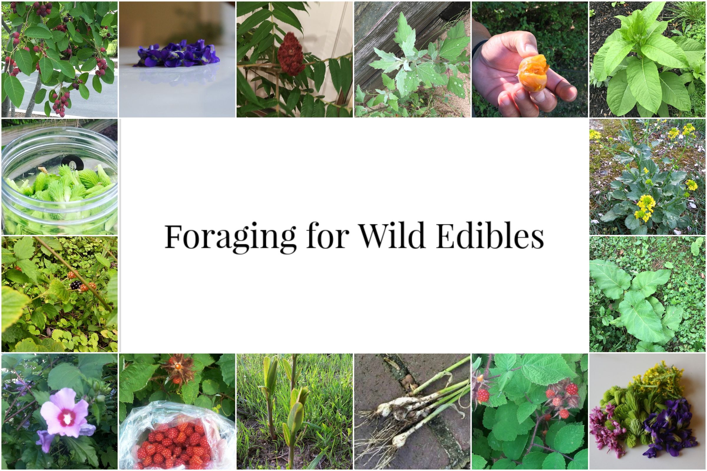 How to Get Started- Foraging! : 5 Steps - Instructables