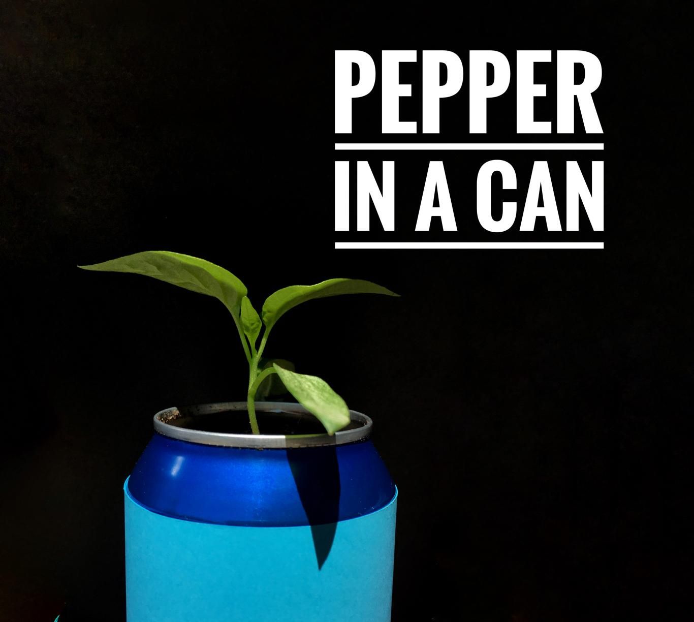 Upcycled Soda Can Planter -Pepper in a Can : 11 Steps (with Pictures ...