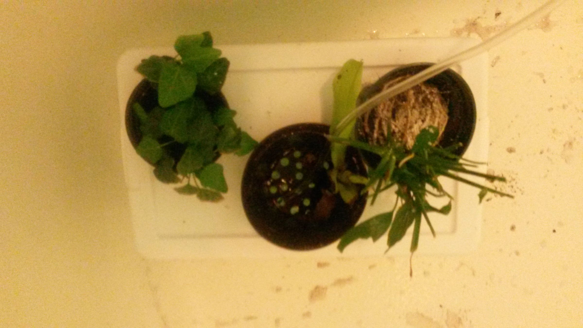 Hydroponics-Growing Plants Without Soil : 4 Steps - Instructables