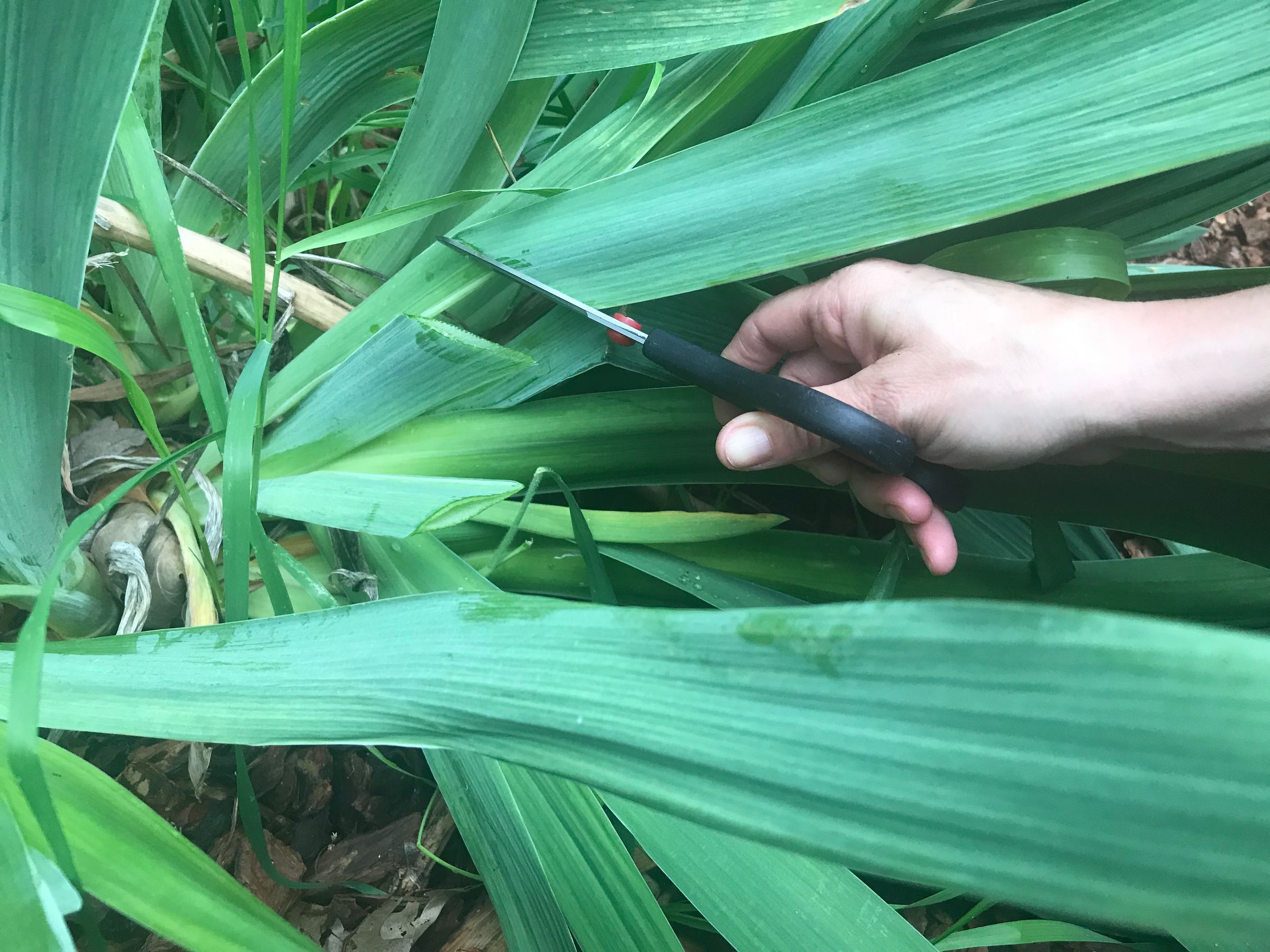 Bearded Iris - Divide and Conquer : 5 Steps (with Pictures) - Instructables