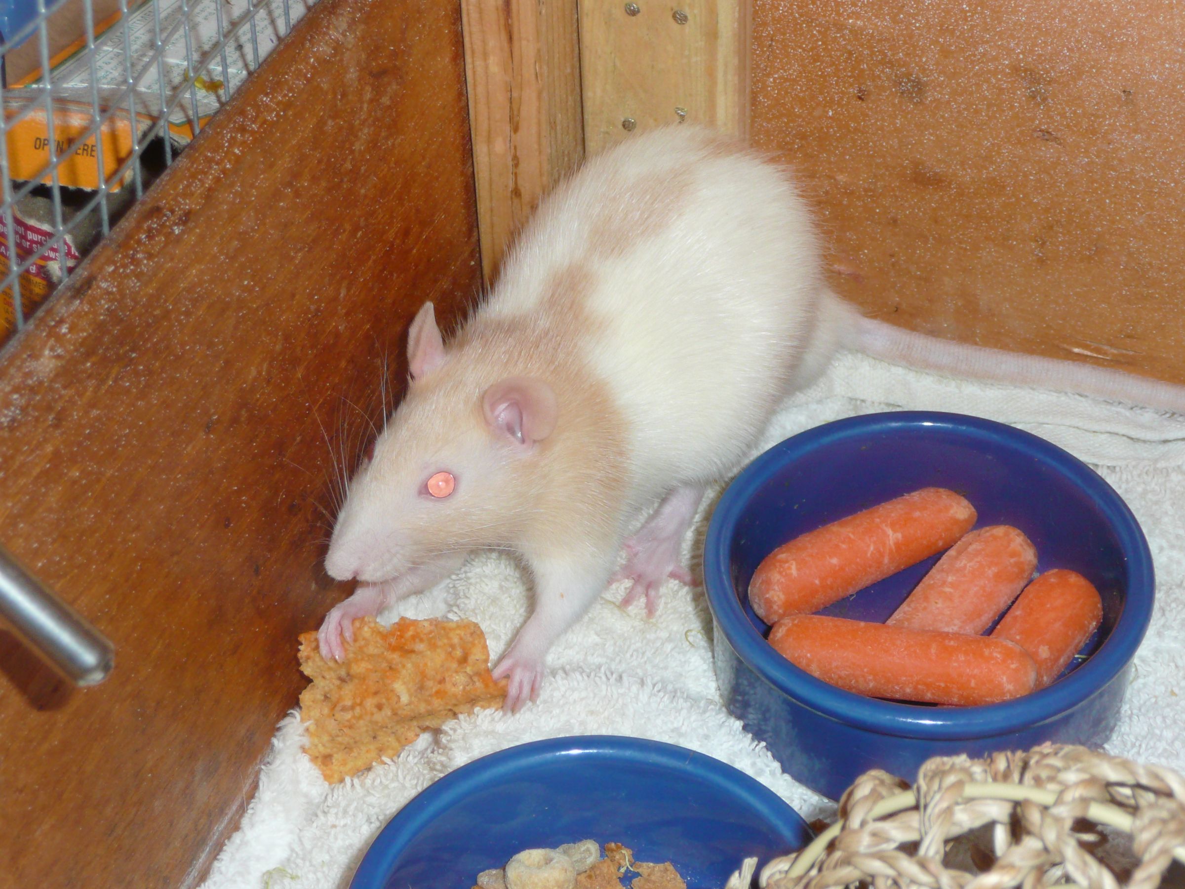 How To: Pet Rats : 8 Steps - Instructables