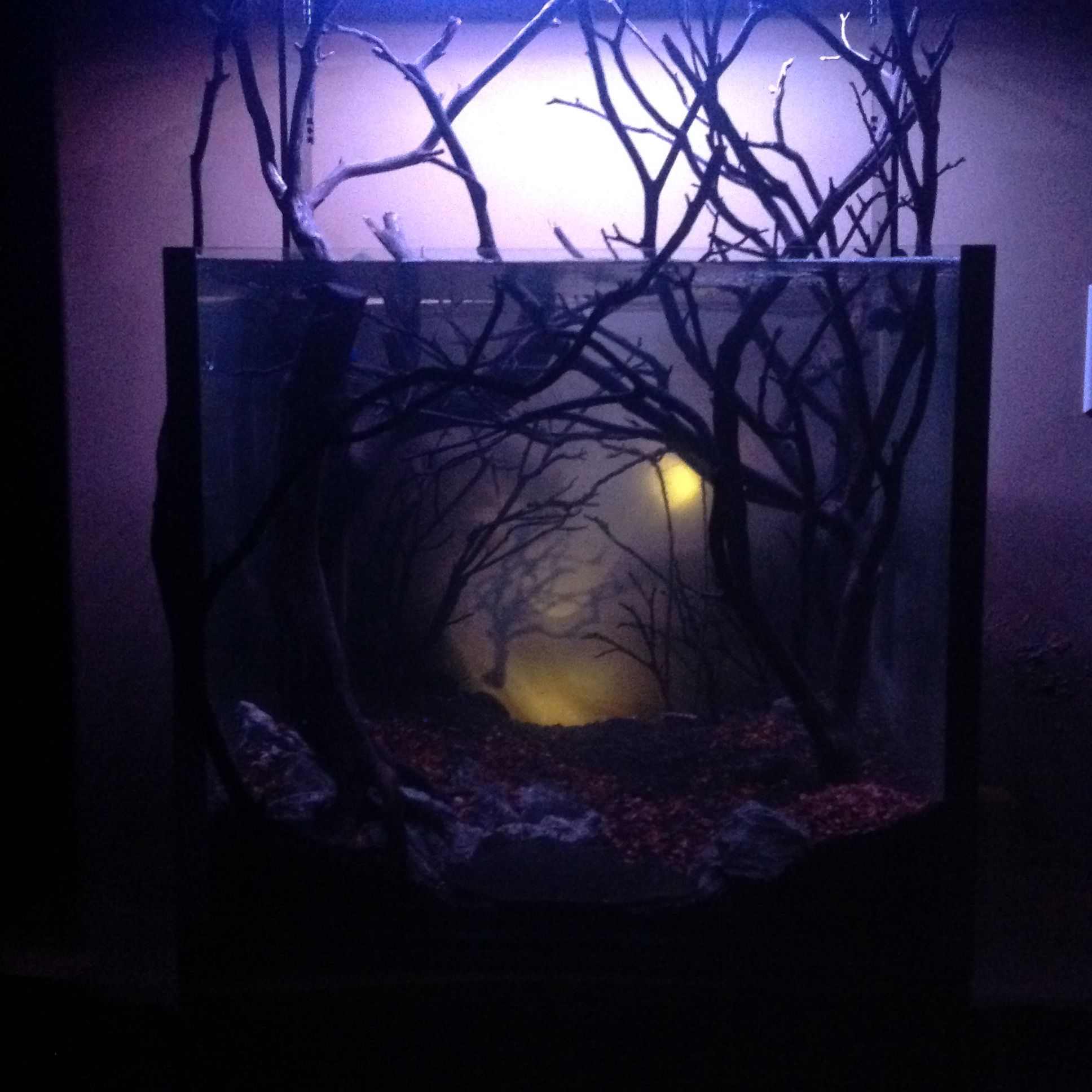 Dark and Eerie Fish Tank : 18 Steps (with Pictures) - Instructables