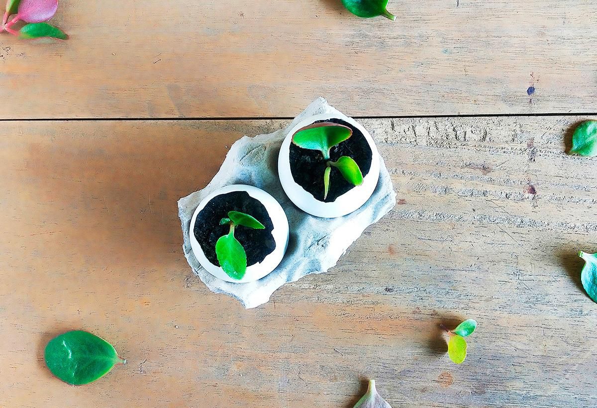 Egg Shell Planter | Gardening : 5 Steps (with Pictures) - Instructables