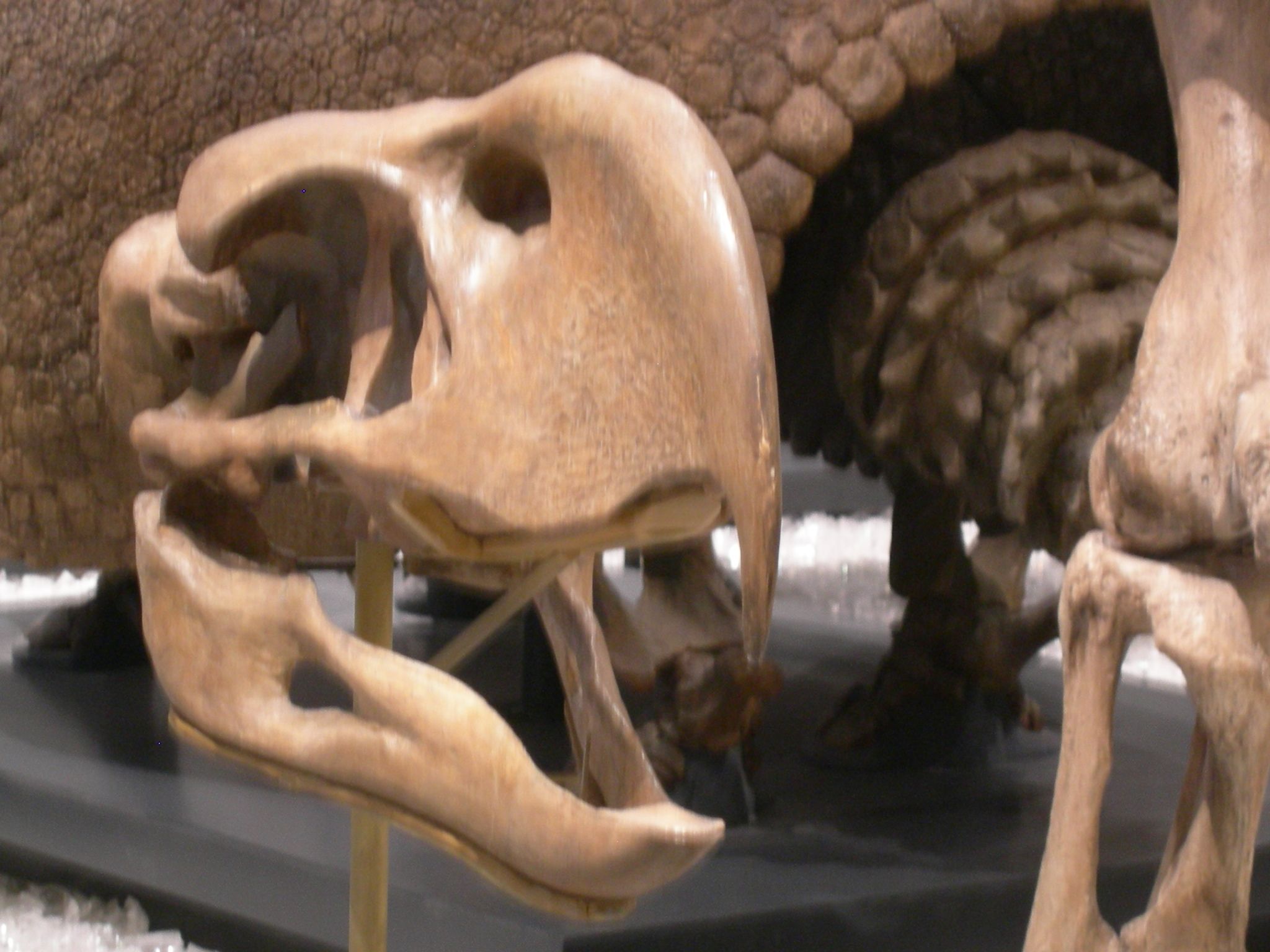 Terror Bird Skeleton