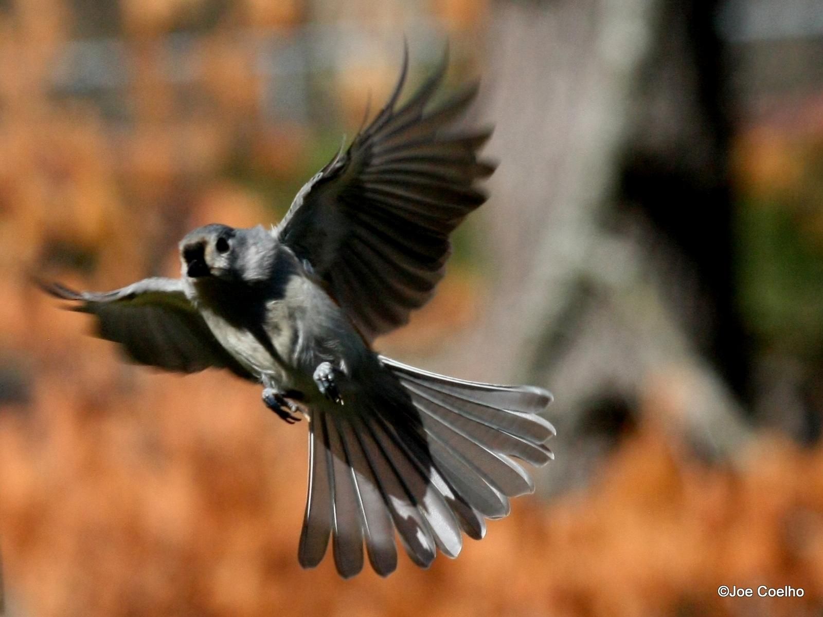 How to Photograph Birds in Flight the Easy Way (with Pictures ...
