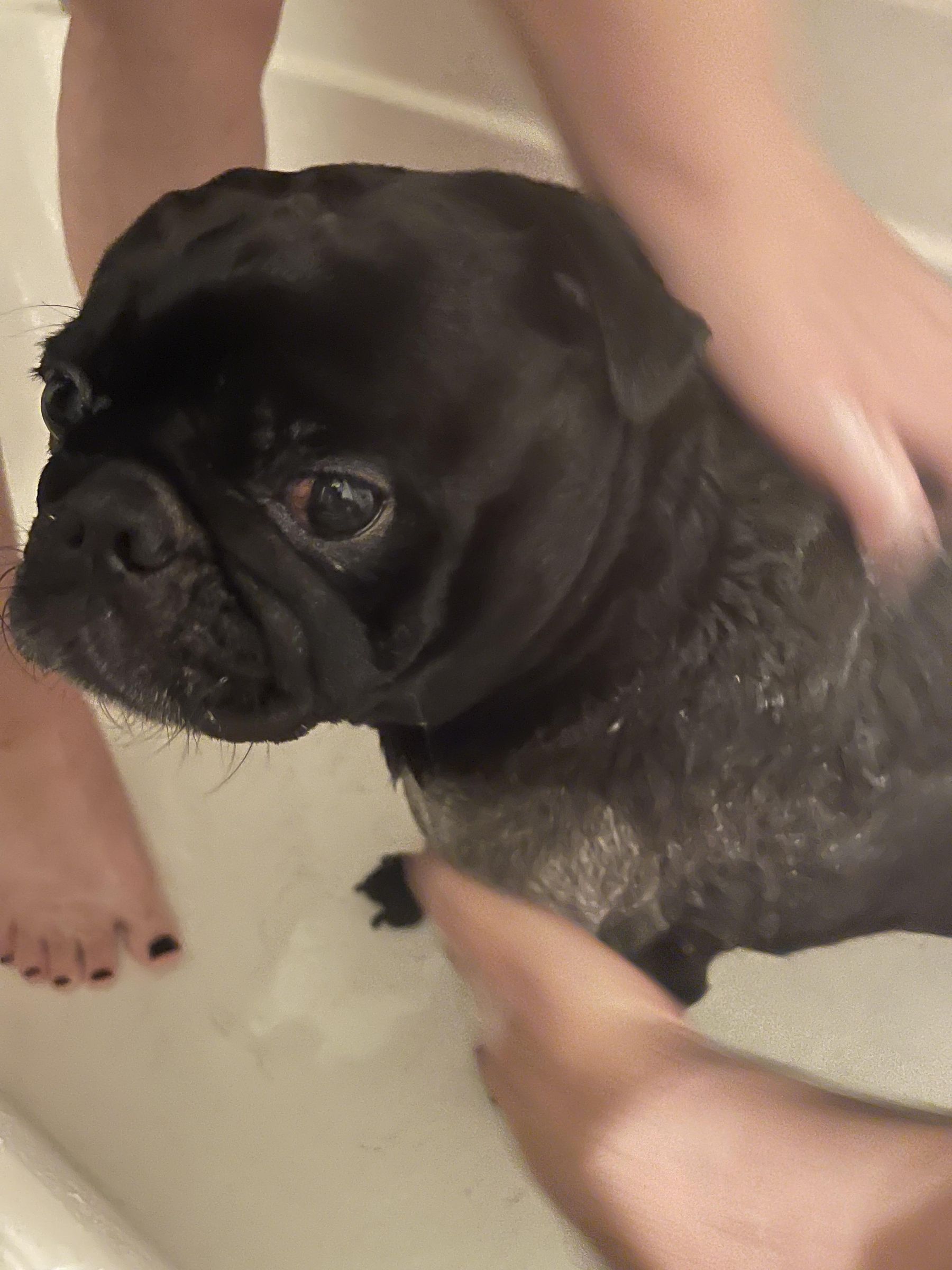 How to Groom Your Pug : 13 Steps (with Pictures) - Instructables