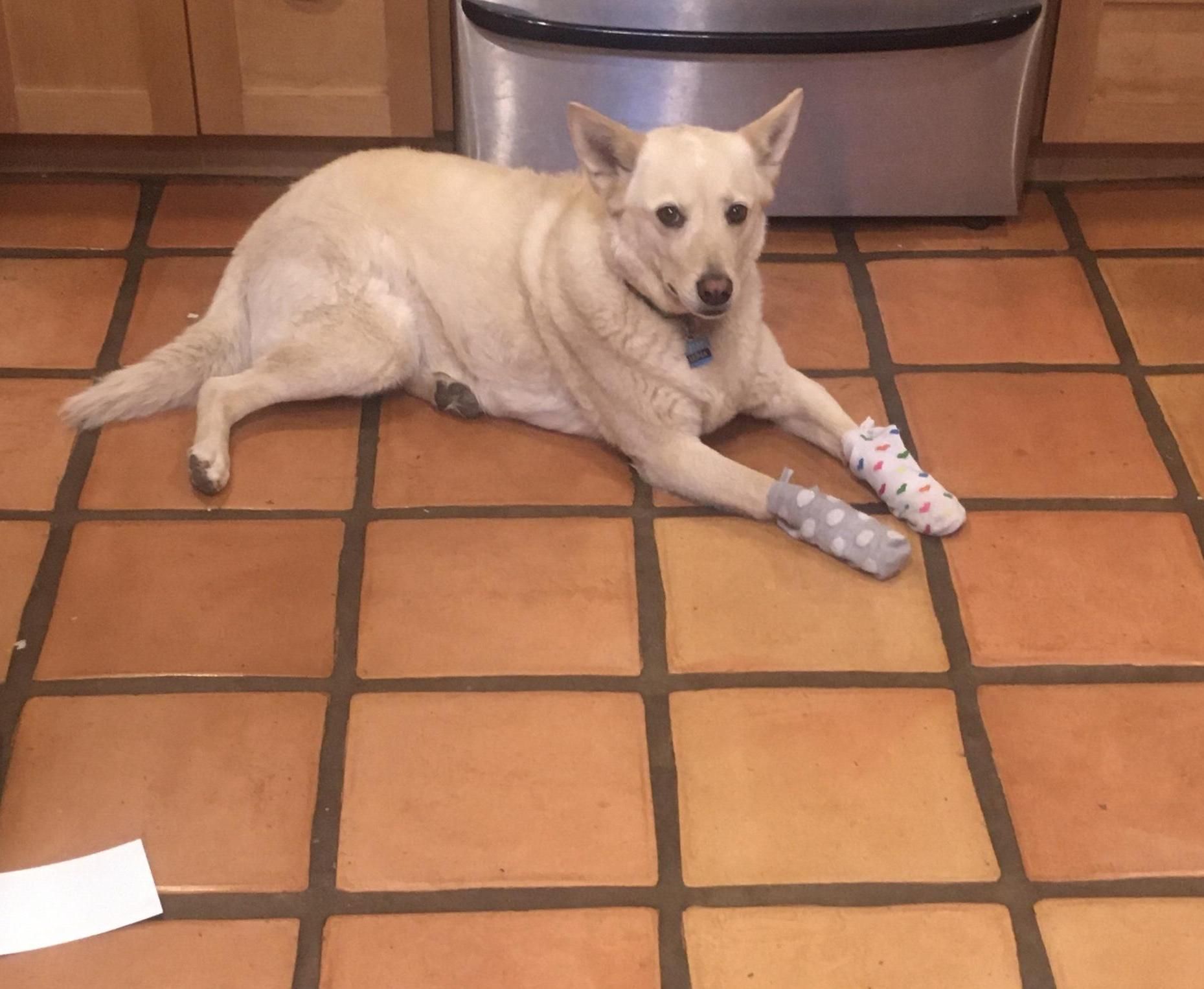 Easy Practical and Fashionable Dog Socks : 8 Steps - Instructables