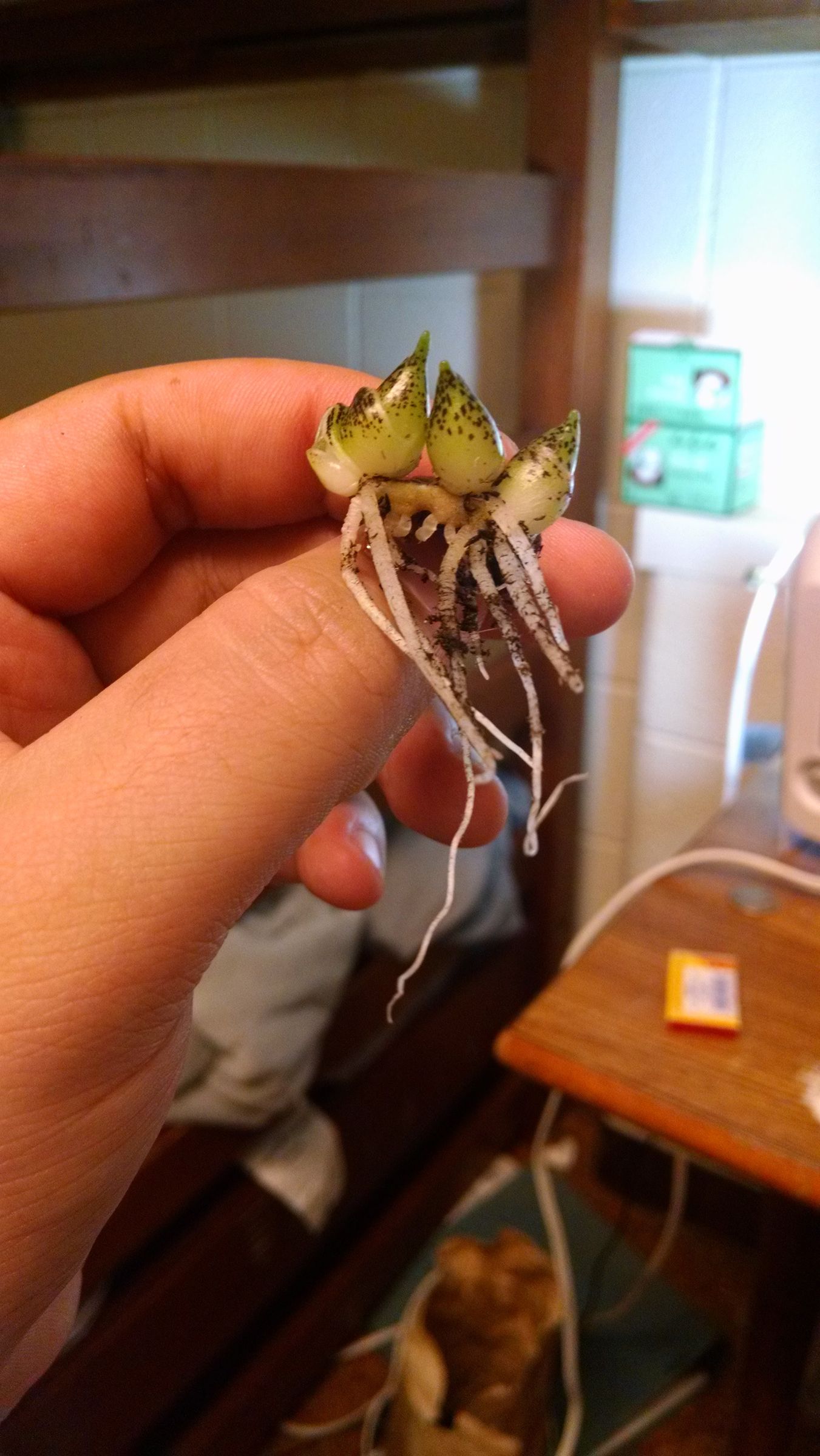 Vegetable Propagation: Or, Learn Botany While You Play With Your Food ...