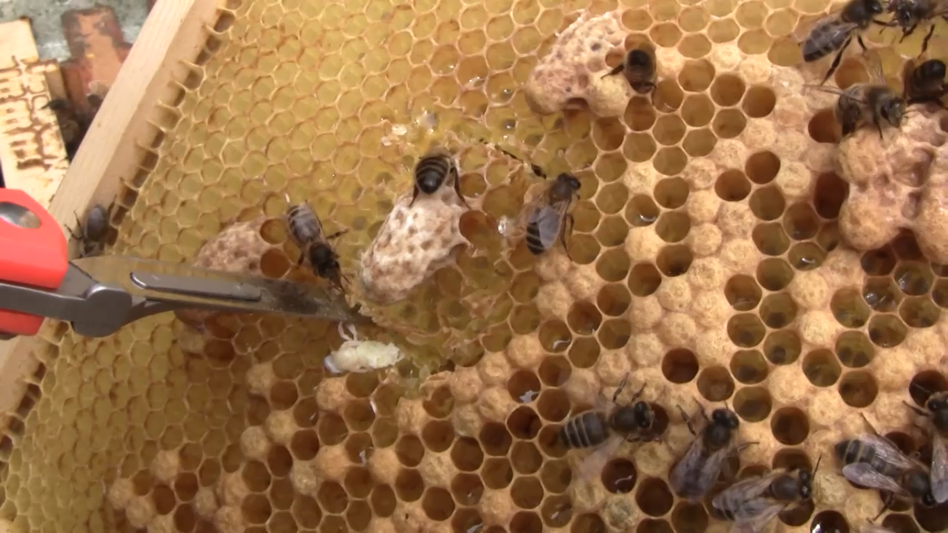 An Easy Way to Make a Nucleus of Honey Bees With Queen Cell Grafting ...