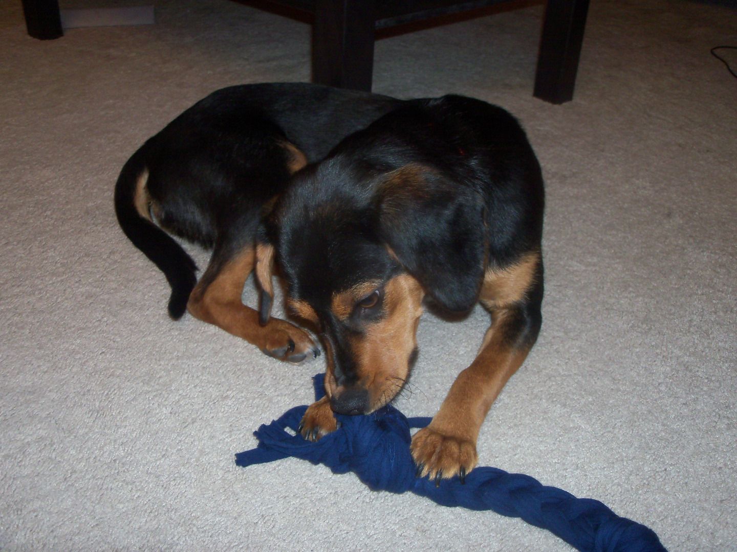 Homemade Dog Toy : 6 Steps (with Pictures) - Instructables