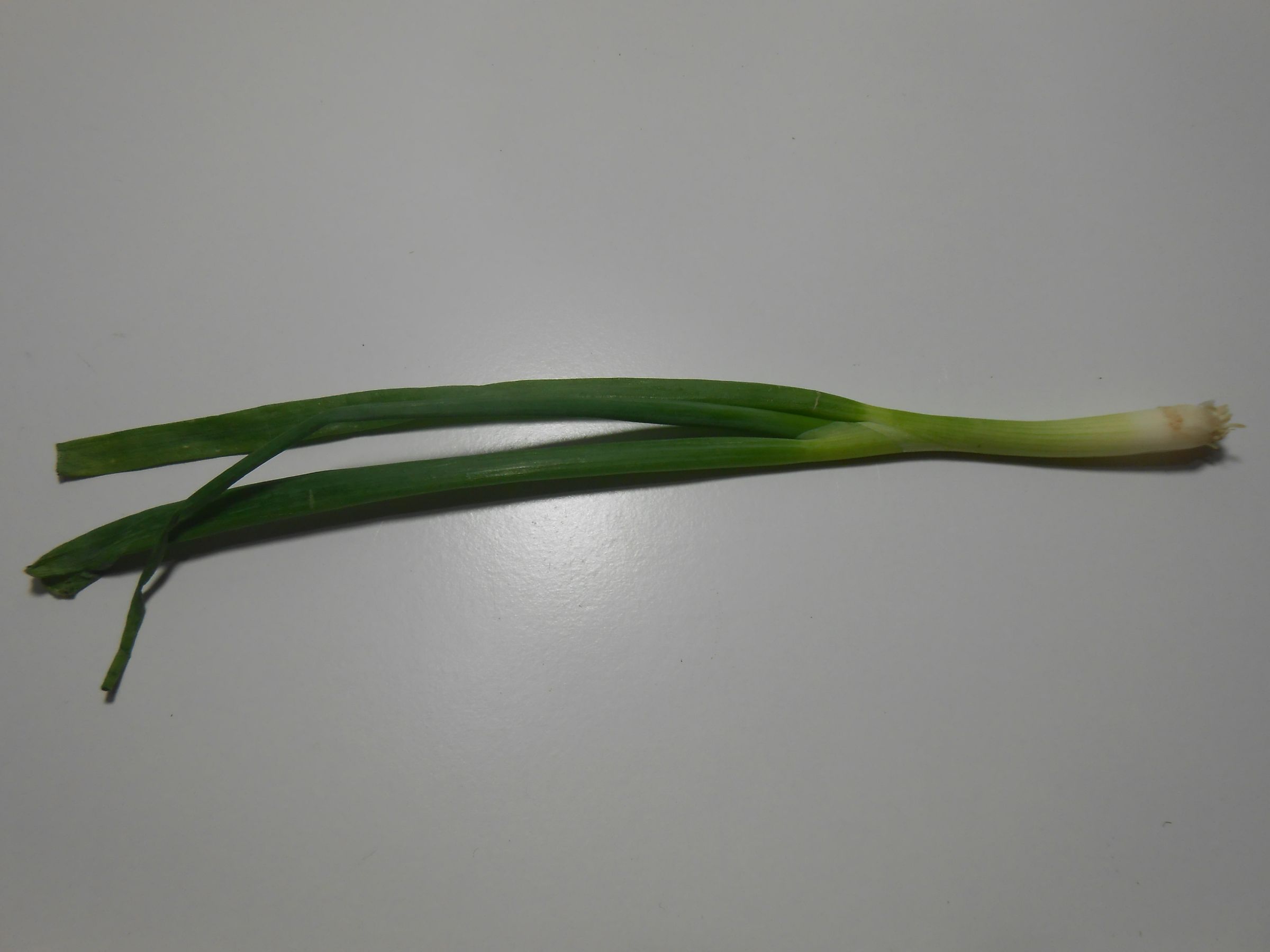 How to Regrow Scallions Indoors - Instructables