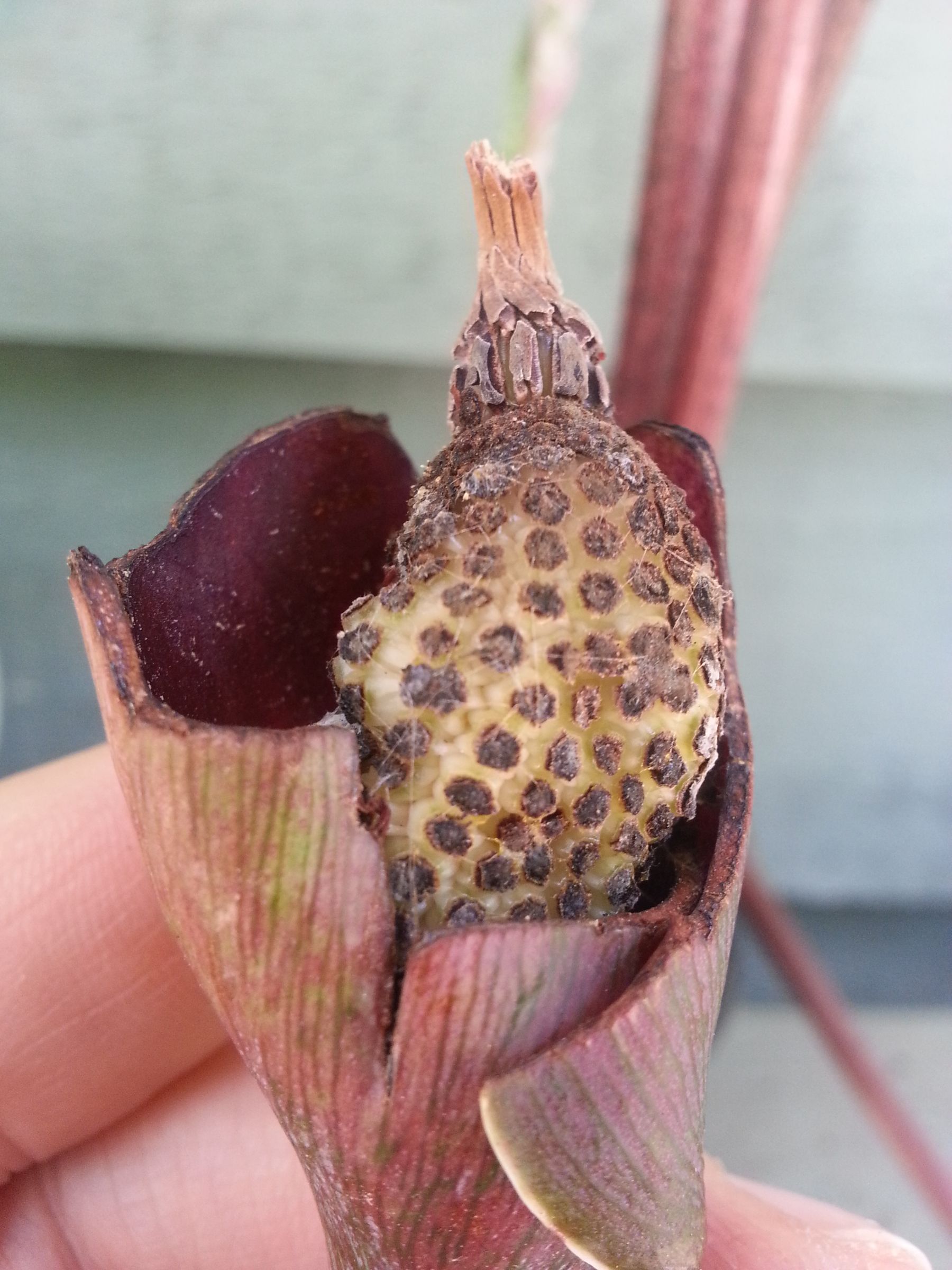 Hybridizing Caladiums -(making Caladium Babies) : 13 Steps (with ...