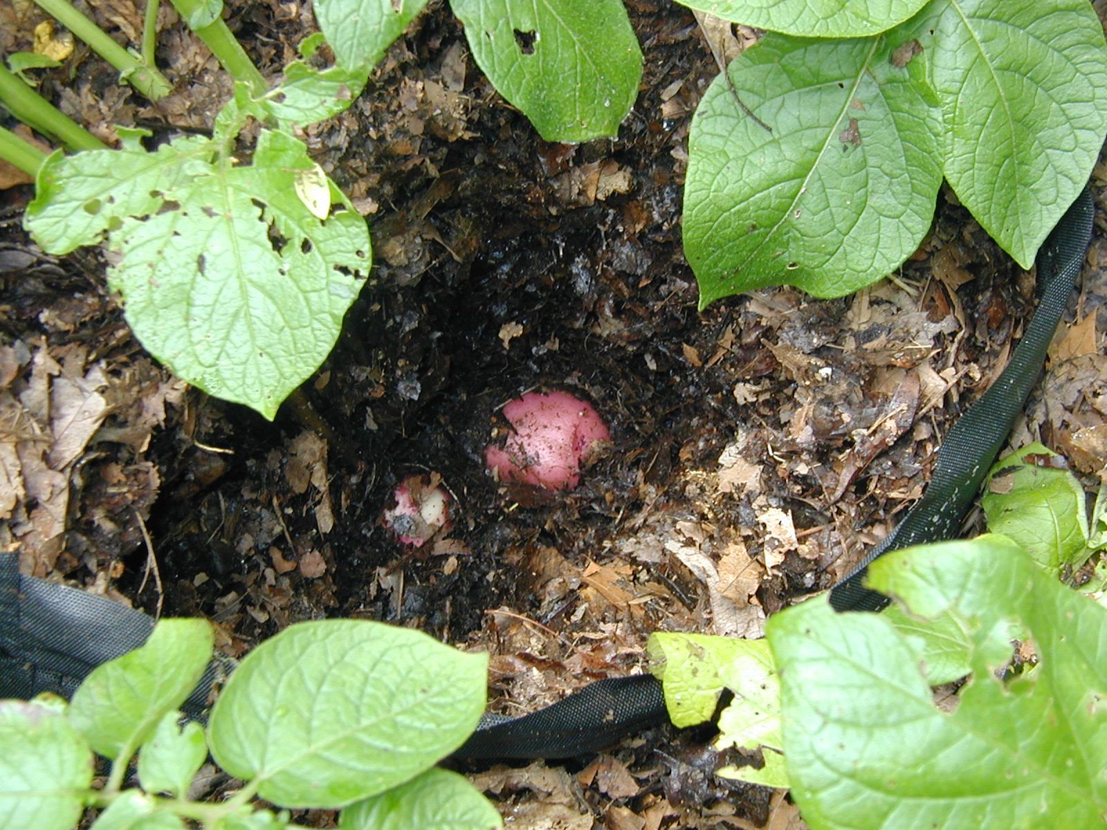 Tater Totes: Potato Grow Bags : 7 Steps (with Pictures) - Instructables